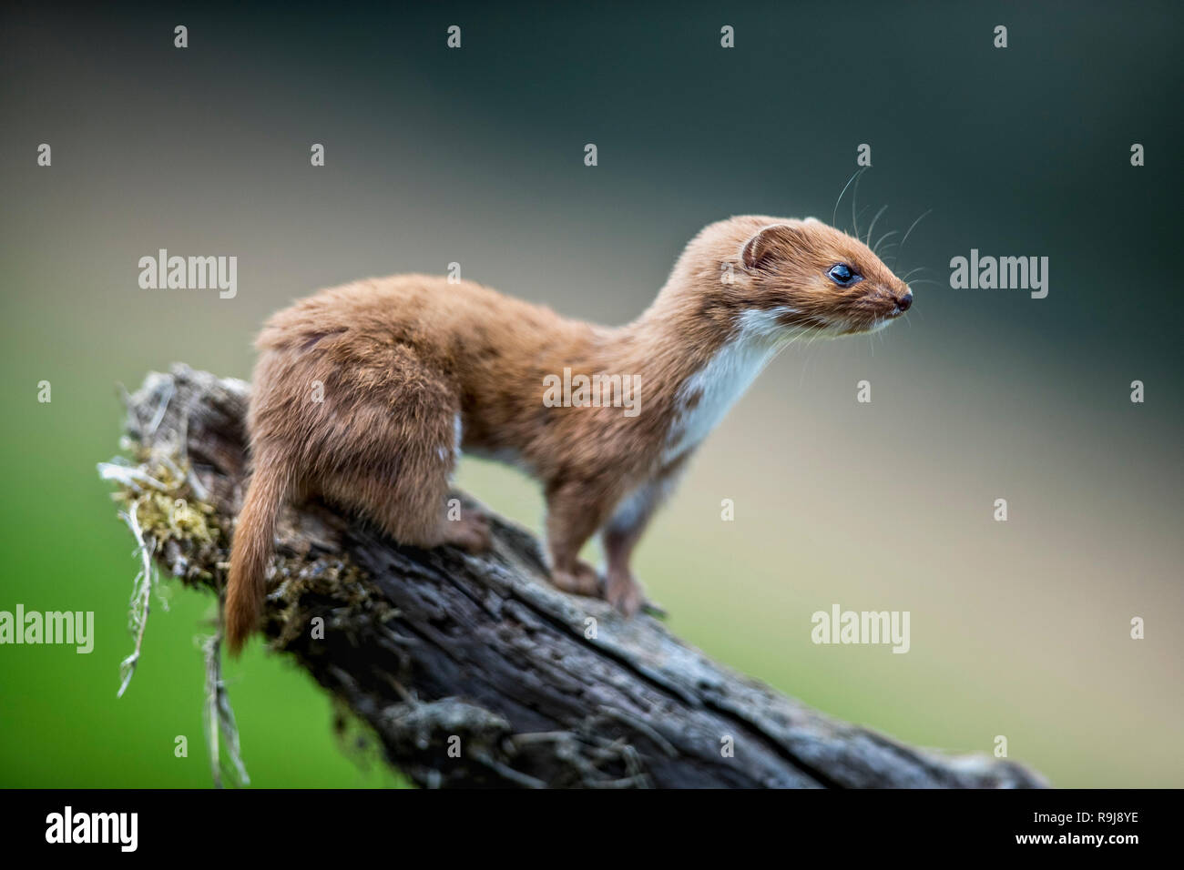 Weasel tail hi-res stock photography and images - Alamy