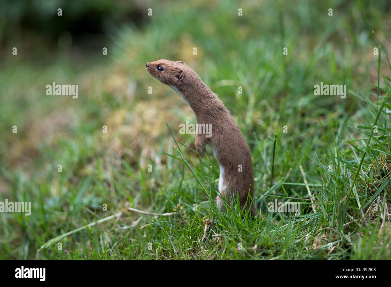 Standing weasel hi-res stock photography and images - Alamy