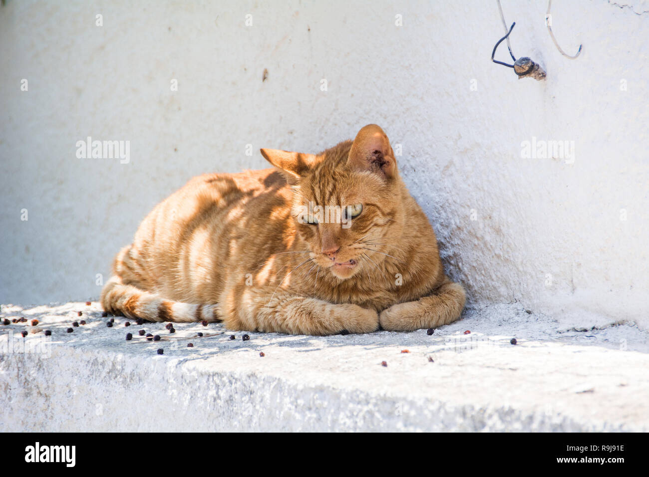 Mediterranean cats cute animals hi-res stock photography and images - Alamy