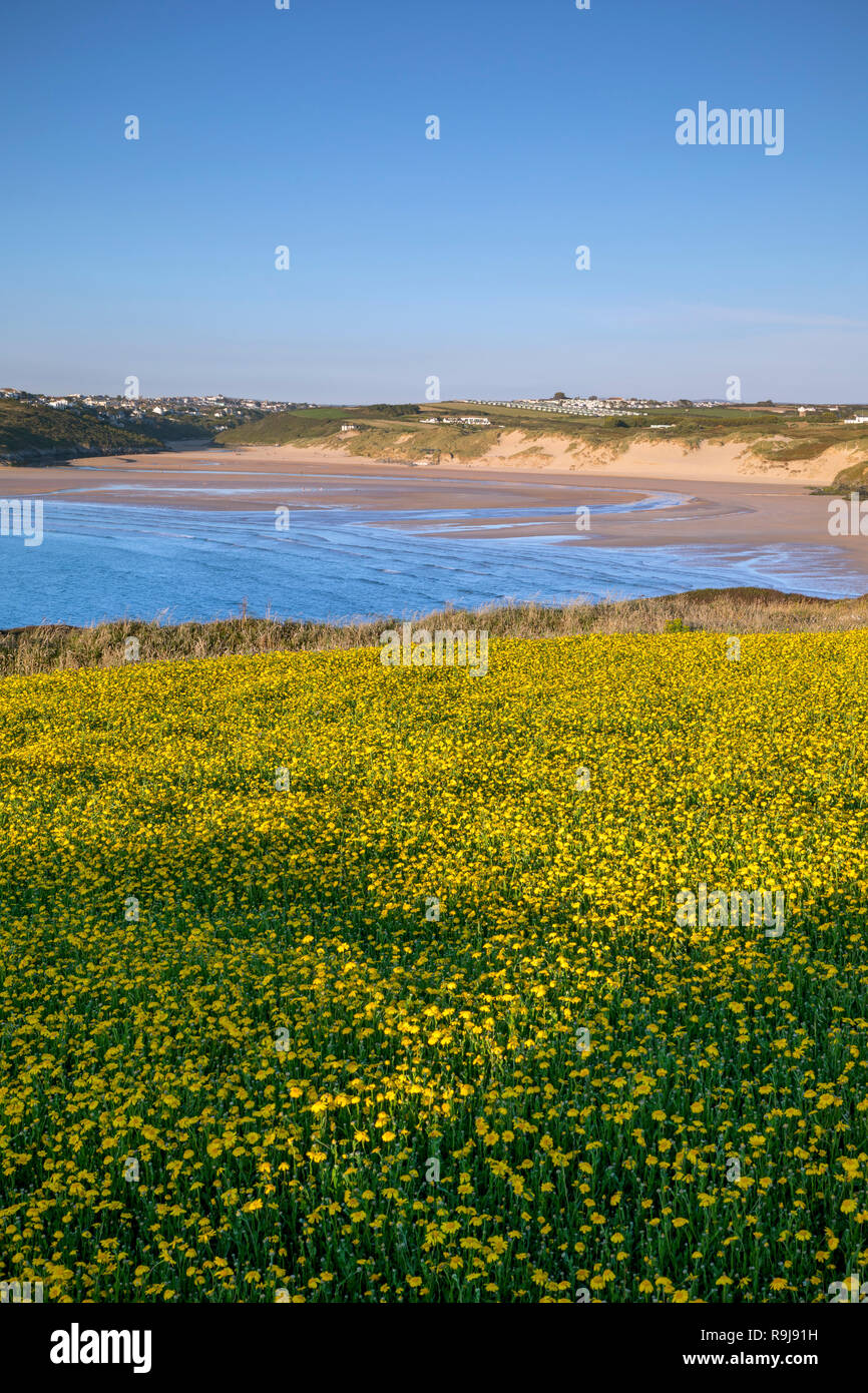 West Pentire; Corn Marigolds; Cornwall; UK Stock Photo - Alamy
