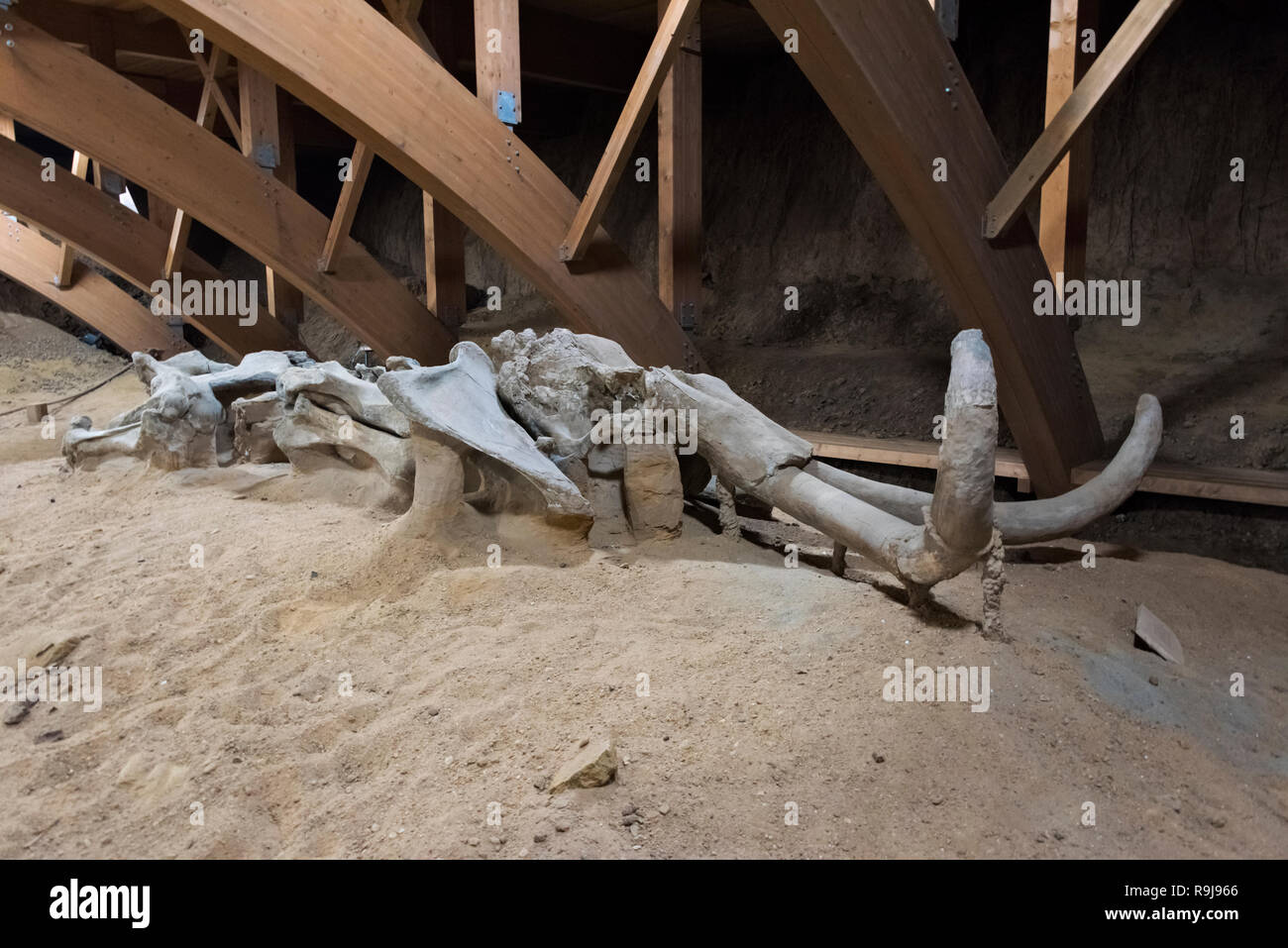 Skeleton of mammoth, Viminacium, a Roman town and encampment, Kostolac ...