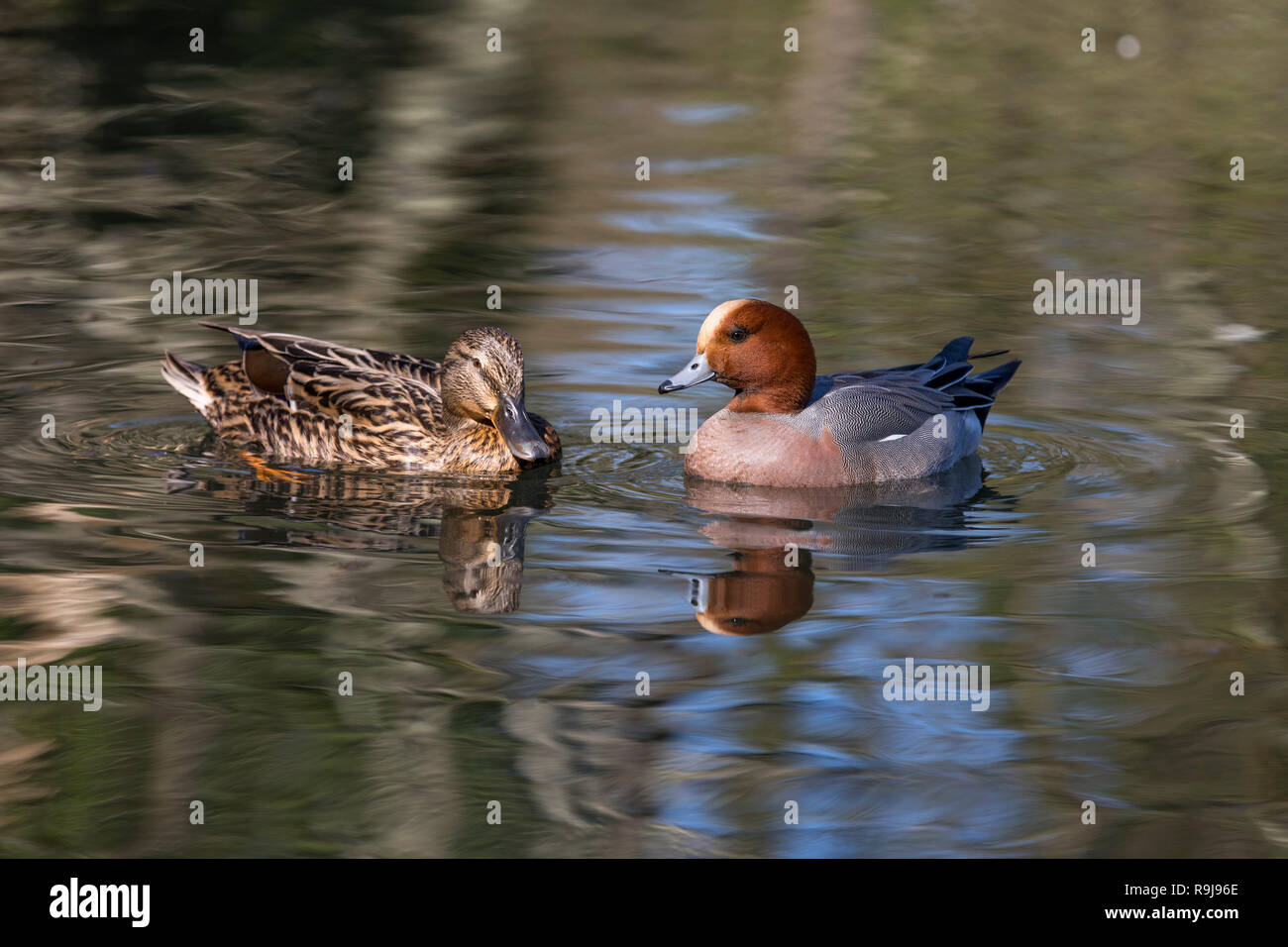 Wigeon duck hi-res stock photography and images - Alamy