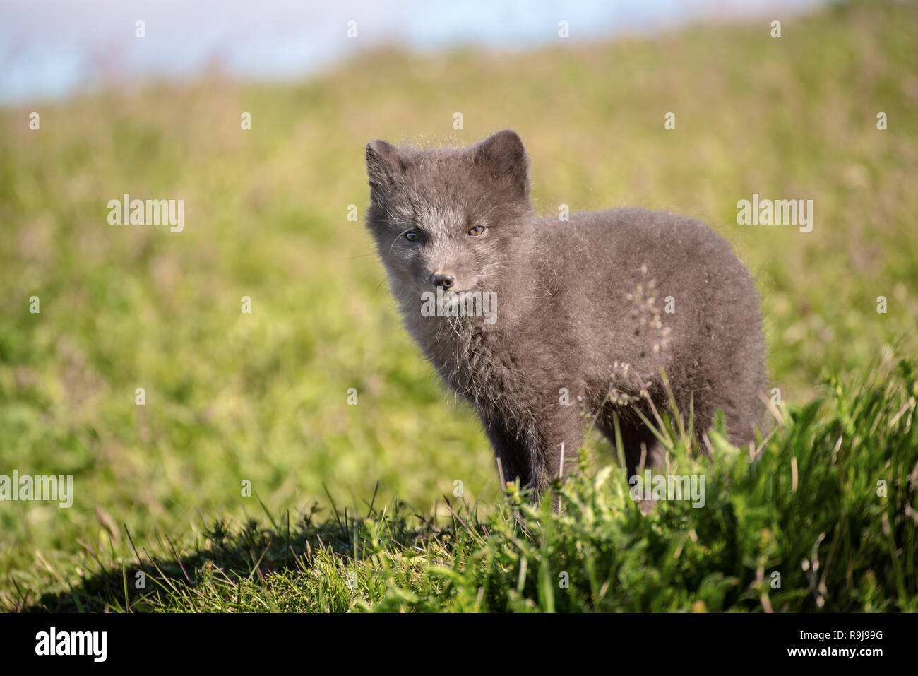 Arctic fox cub Stock Photo - Alamy