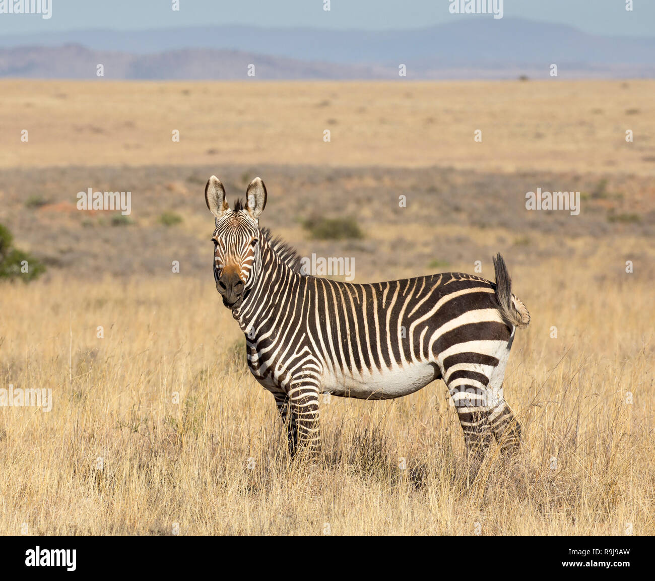 Zebra tail hi-res stock photography and images - Alamy