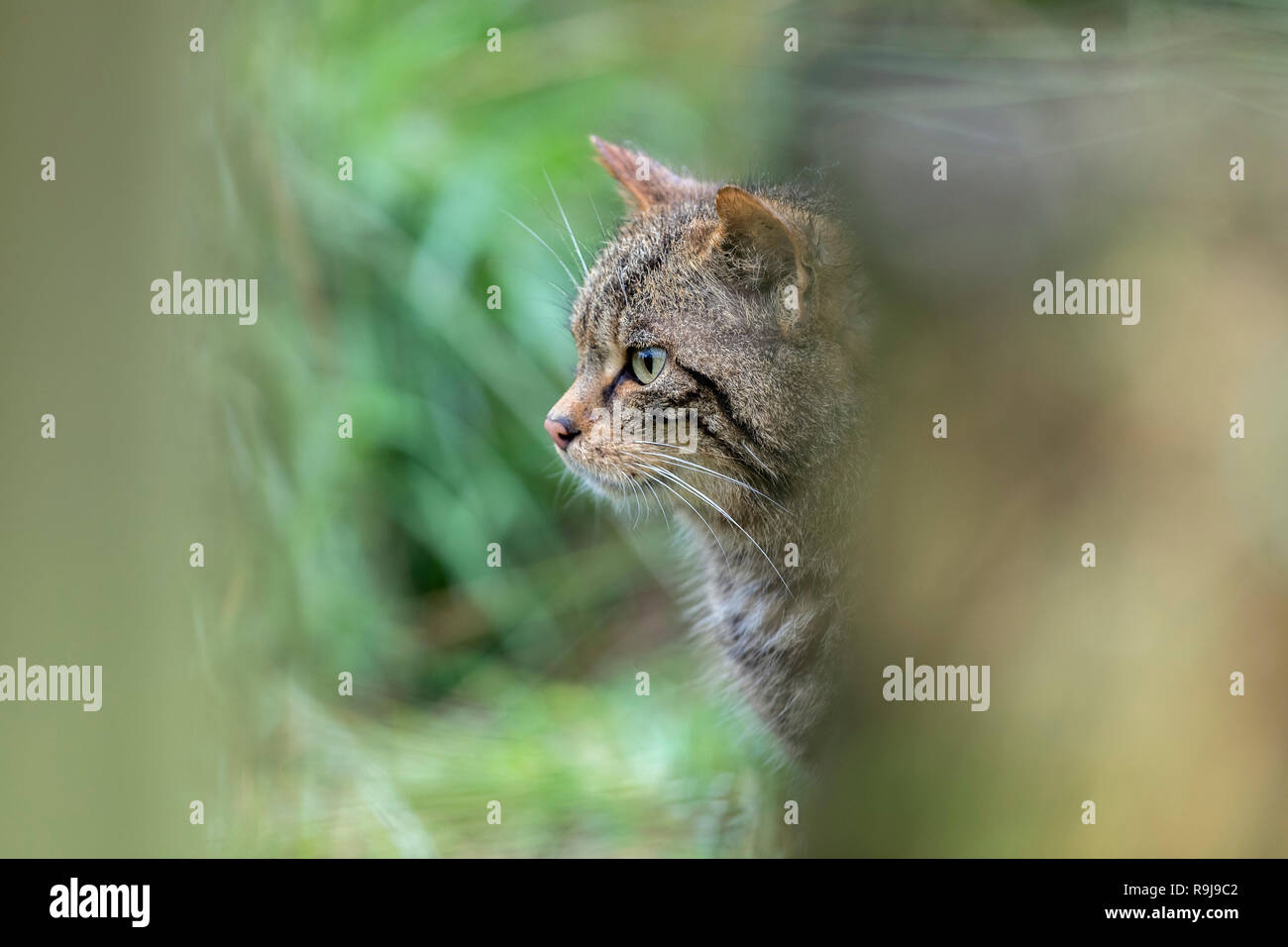 Wildcat; Felis silvestris Single; Face in Profile UK Stock Photo - Alamy