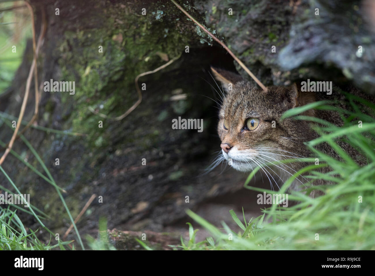 Under log hi-res stock photography and images - Alamy