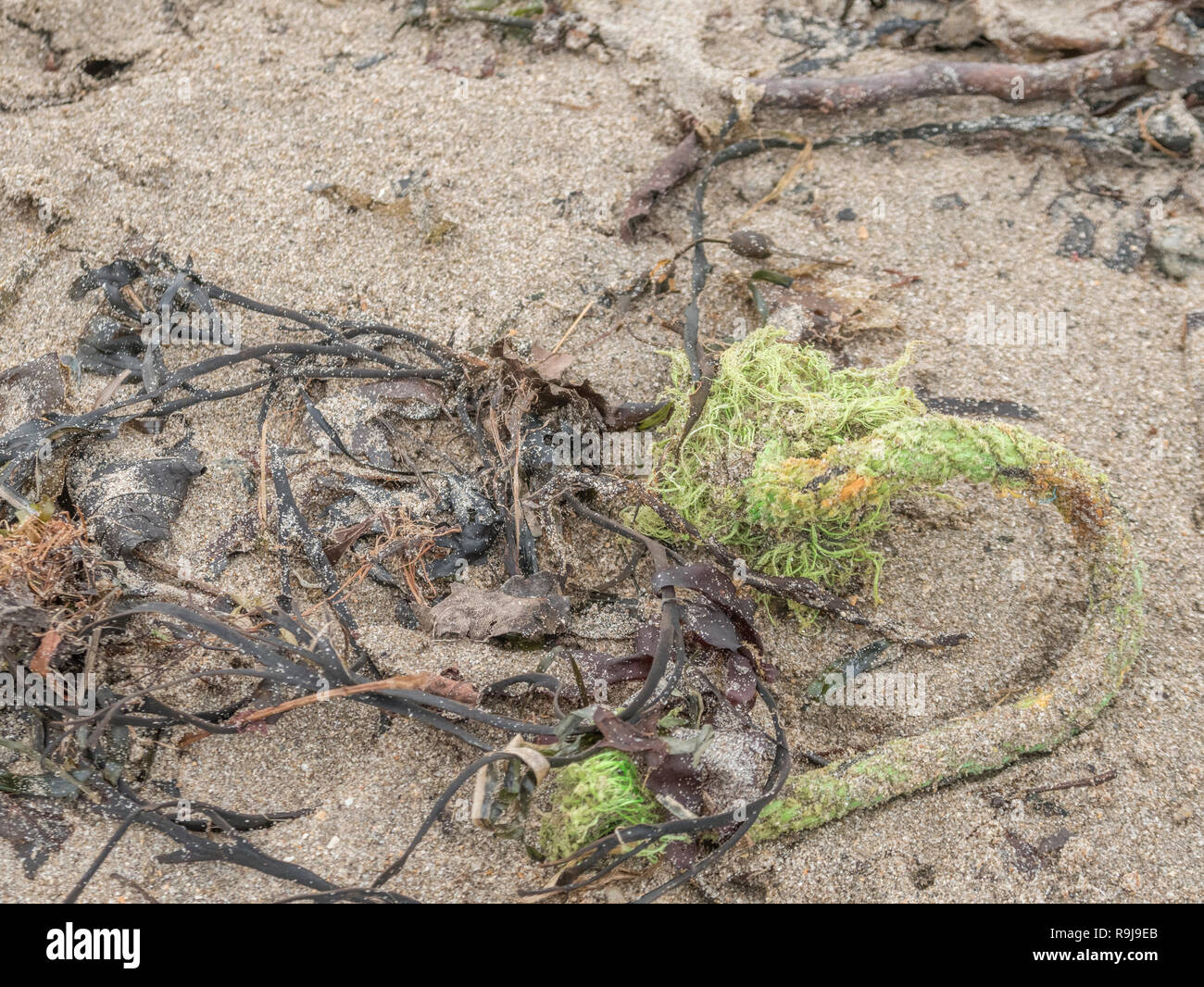 Polyester plastic rope / twine washed up on shore & polluting the ...