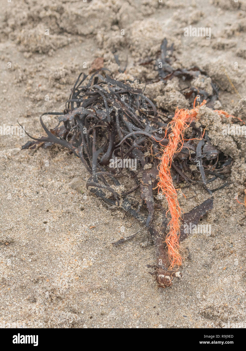 Polyester plastic rope / twine washed up on shore & polluting the ...