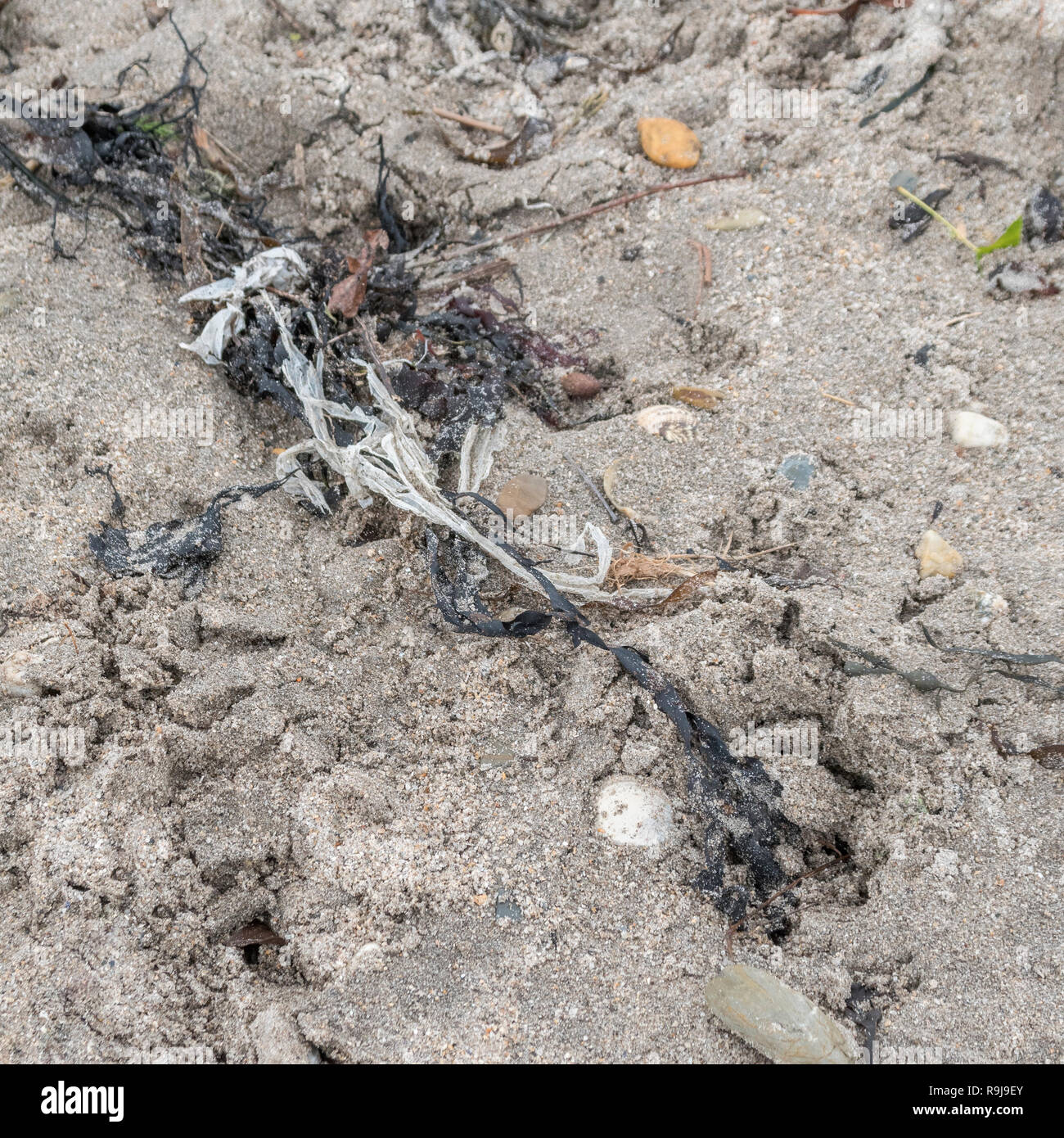 Plastic Sheet Pollution Beach High Resolution Stock Photography and ...