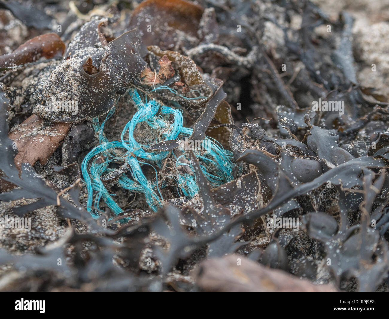 Polyester plastic rope / twine washed up on shore & polluting the ...