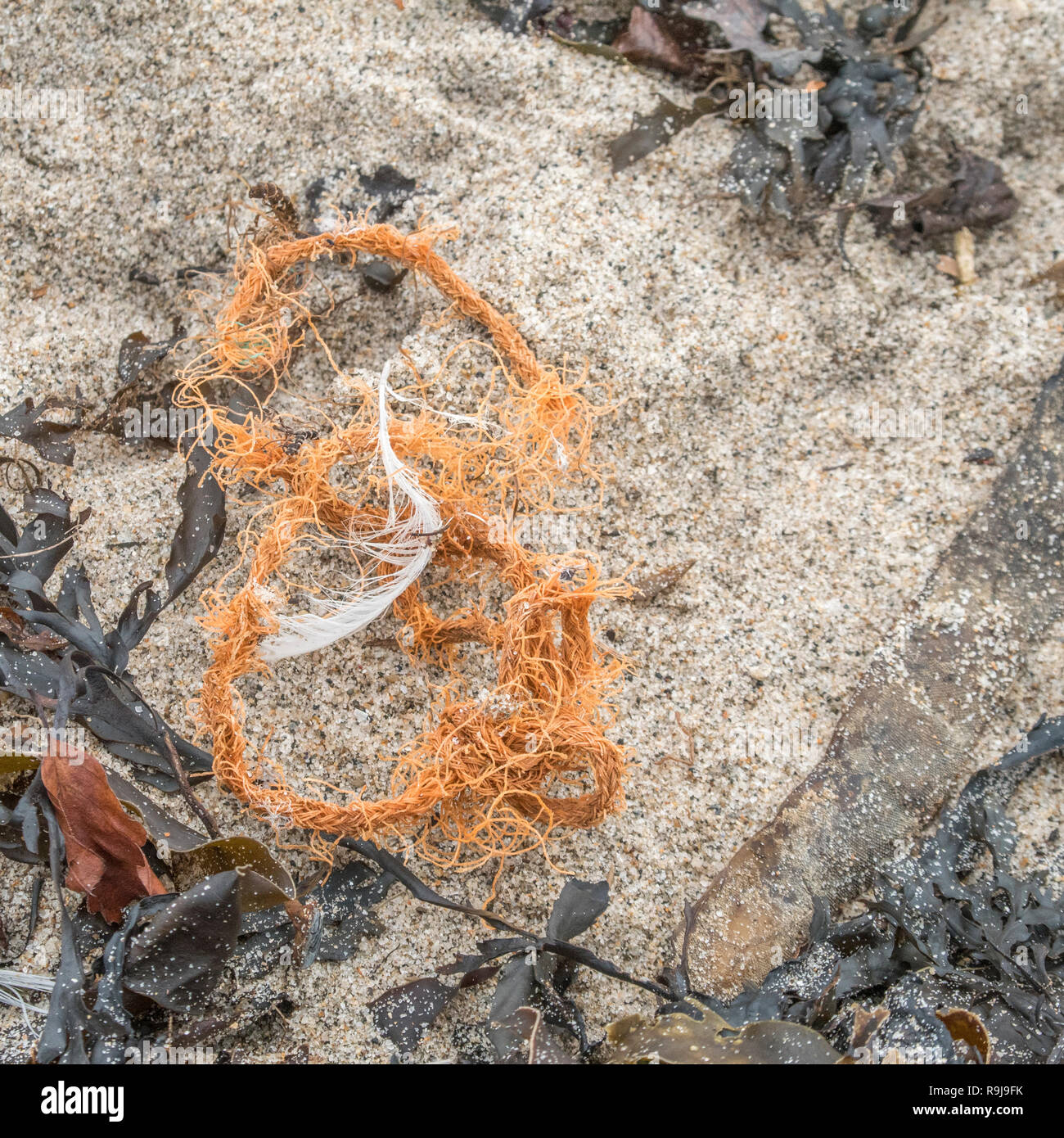 Polyester plastic rope / twine washed up on shore & polluting the ...