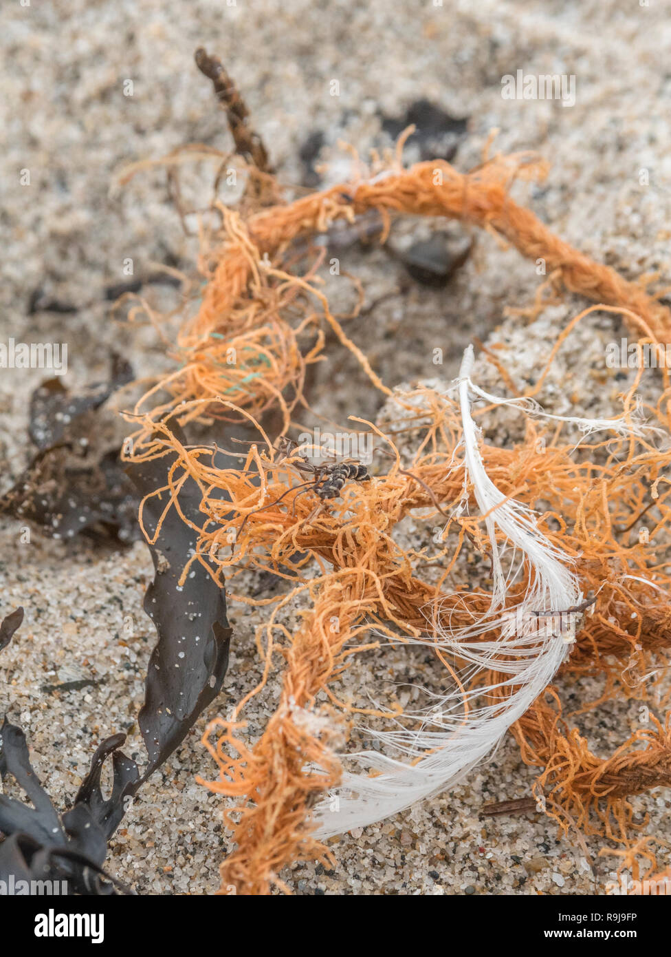 Polyester plastic rope / twine washed up on shore & polluting the ...
