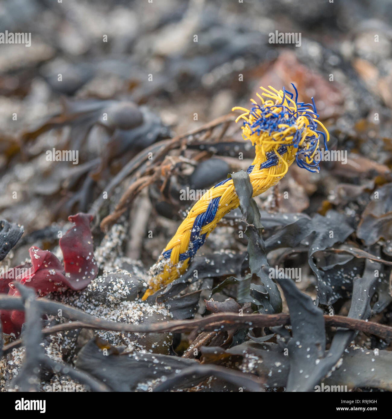 Polyester plastic rope / twine washed up on shore & polluting the ...
