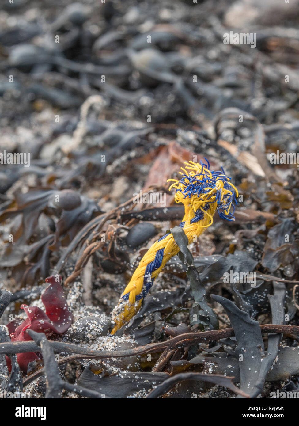 Polyester plastic rope / twine washed up on shore & polluting the ...