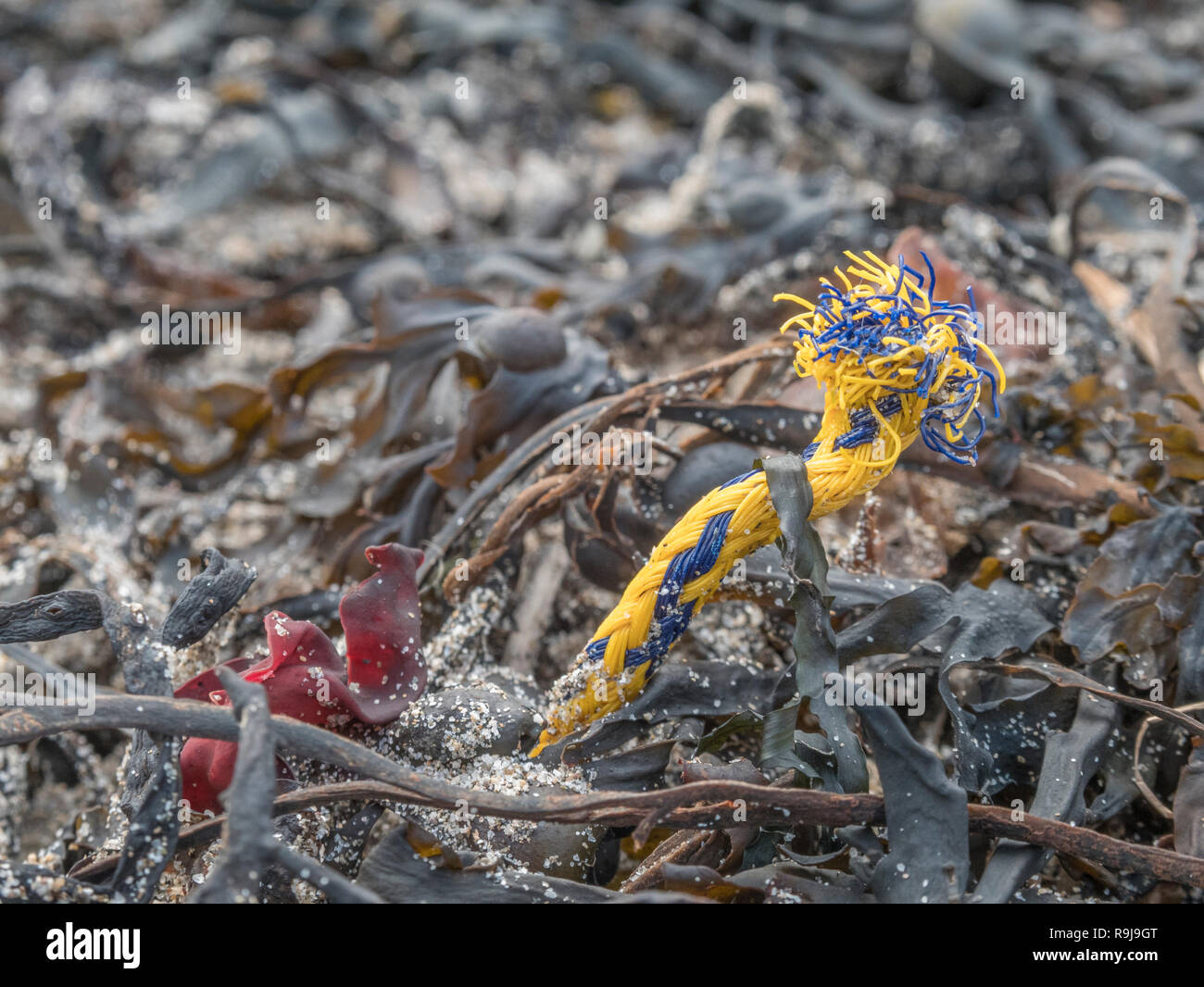 Polyester plastic rope / twine washed up on shore & polluting the ...