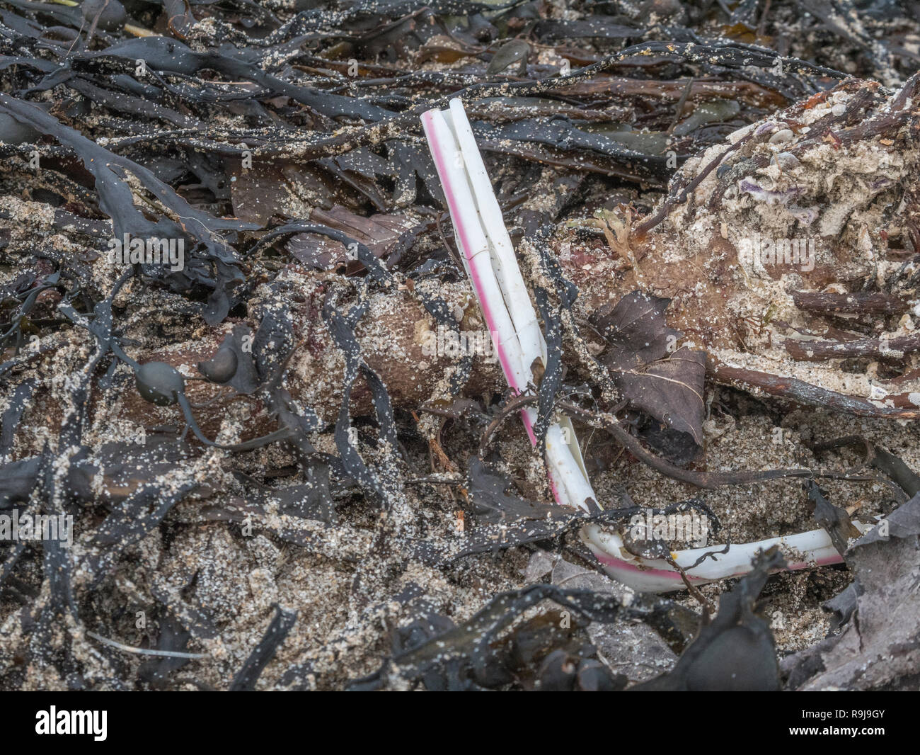 Plastic drinking straw washed up on shore & polluting shoreline ...