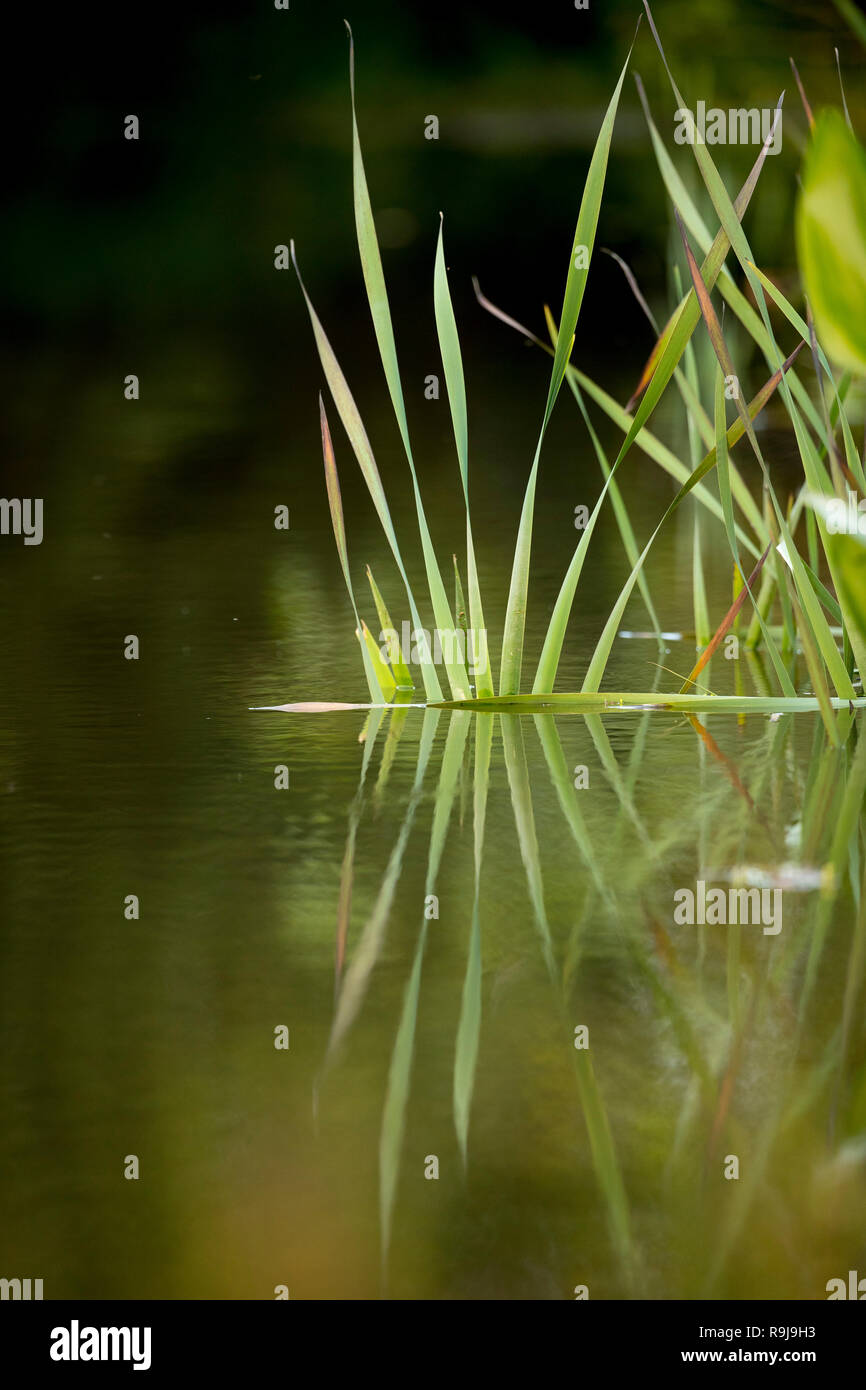 Grasses in a pond; Cornwall; UK Stock Photo - Alamy