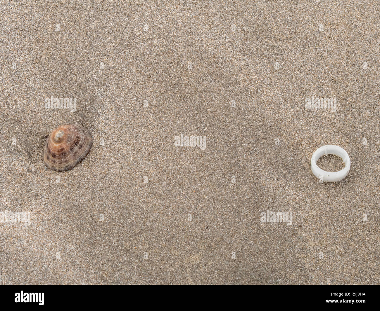 Limpet shell and plastic part washed up on shore & polluting the ...