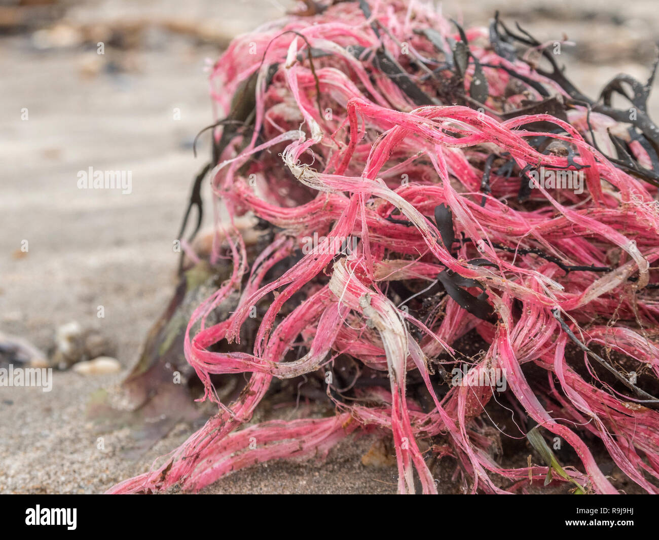 Polyester plastic rope / twine washed up on shore & polluting the ...