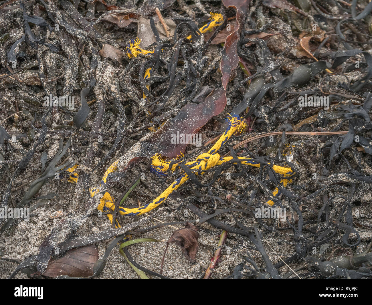 Polyester plastic rope / twine washed up on shore & polluting the ...