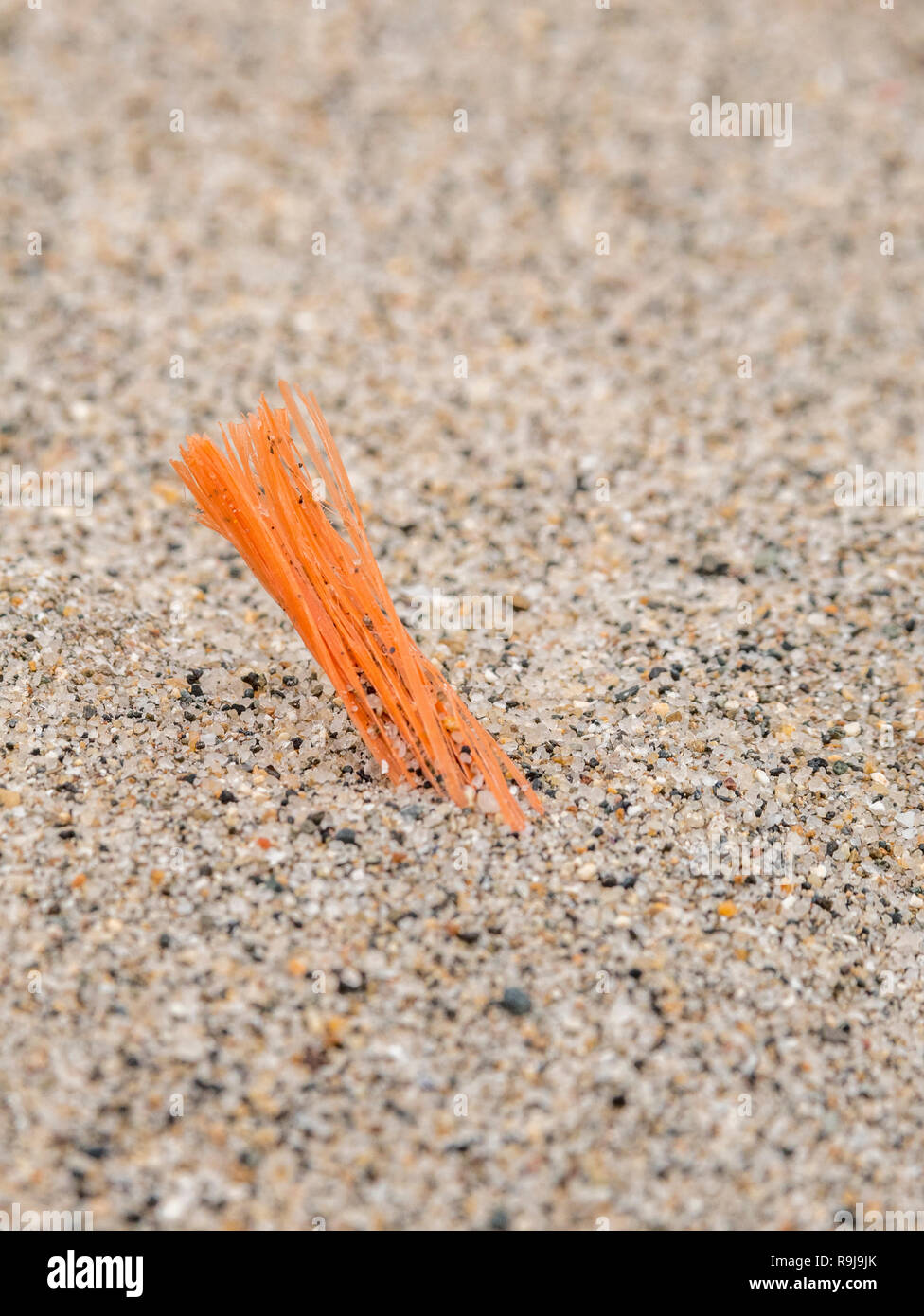 Polyester plastic rope / twine washed up on shore & polluting the ...
