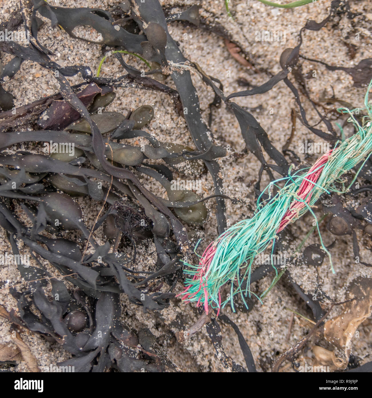 Polyester plastic rope / twine washed up on shore & polluting the ...