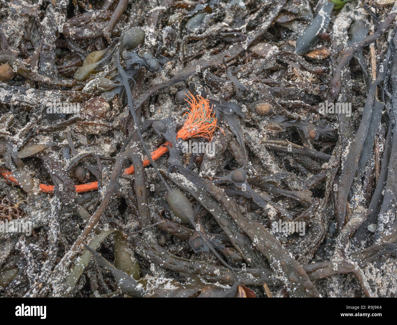 Polyester plastic rope / twine washed up on shore & polluting the ...