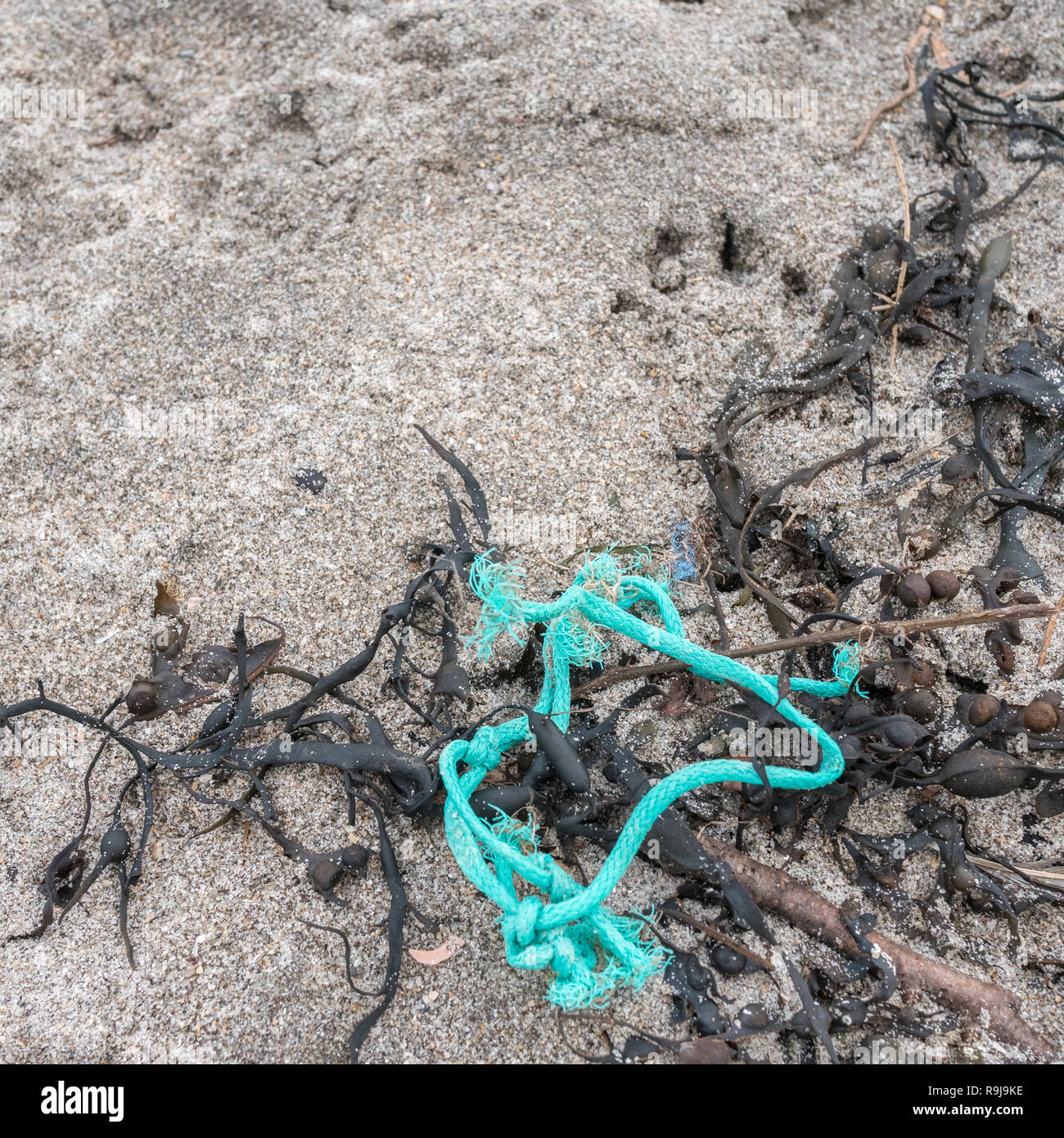 Polyester plastic rope / twine washed up on shore & polluting the ...
