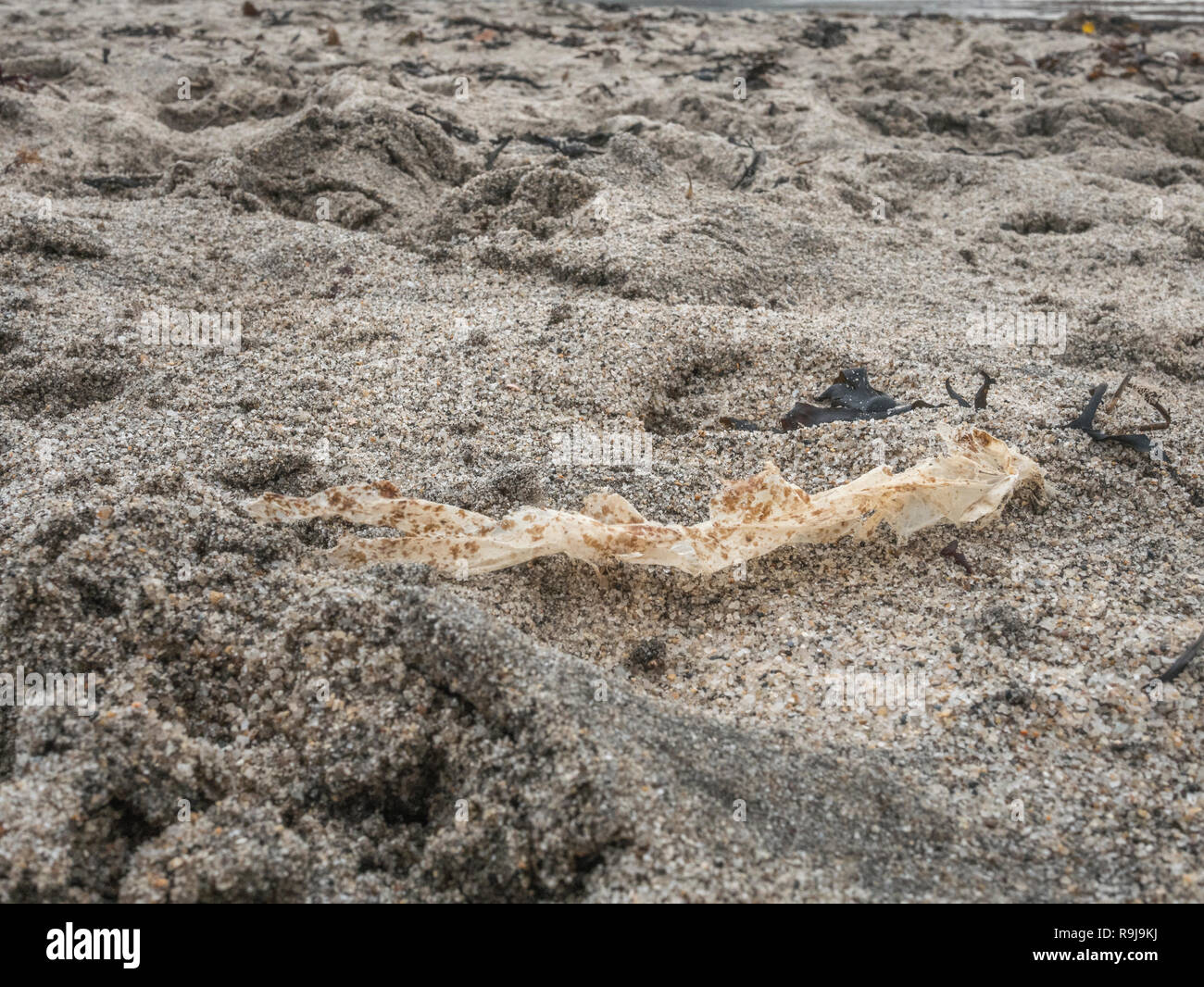Plastic sheeting washed up on shore & polluting shoreline. Metaphor ...