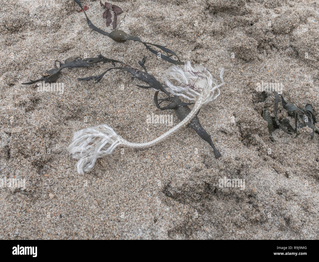Polyester plastic rope / twine washed up on shore & polluting the ...