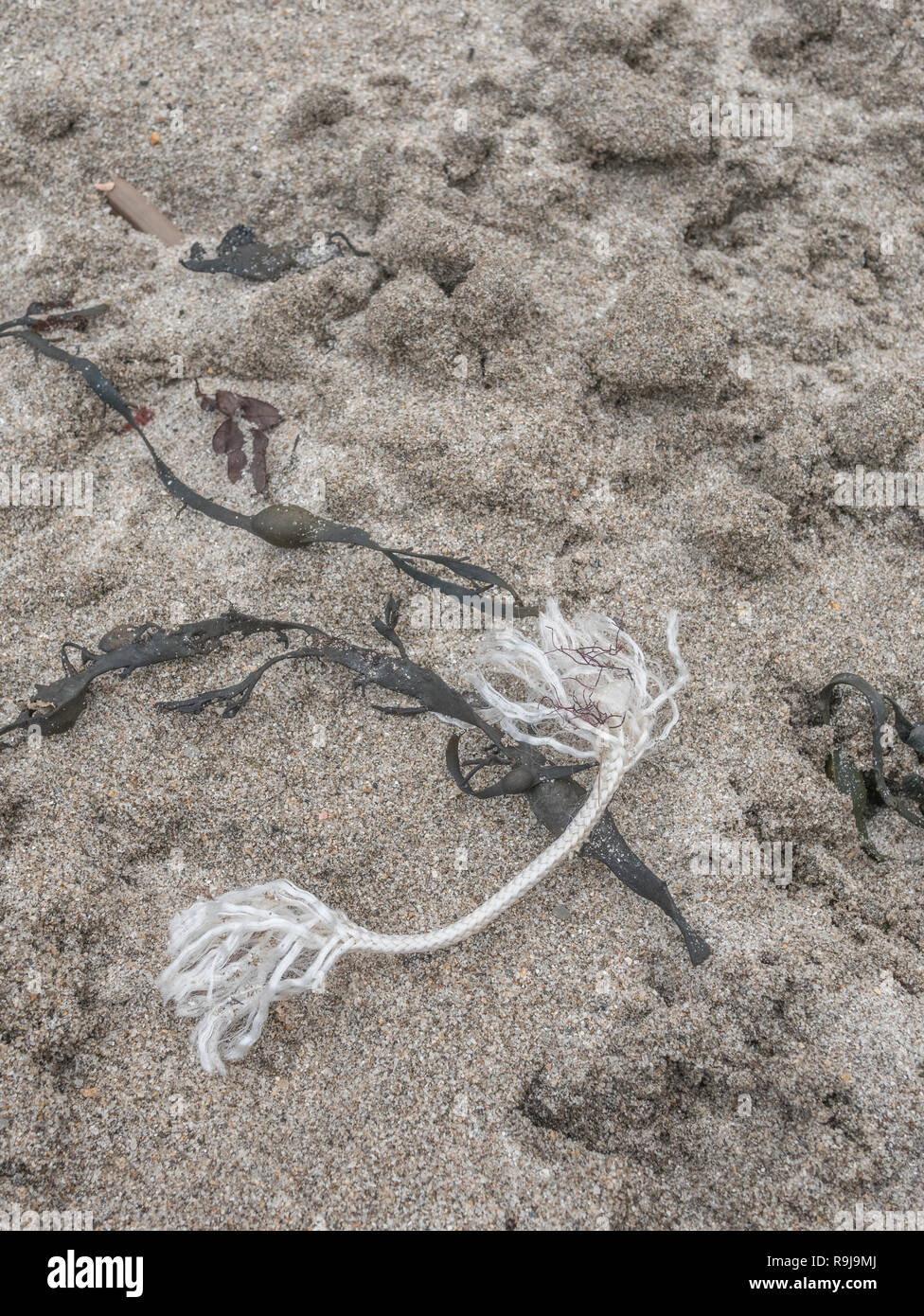 Polyester plastic rope / twine washed up on shore & polluting the ...