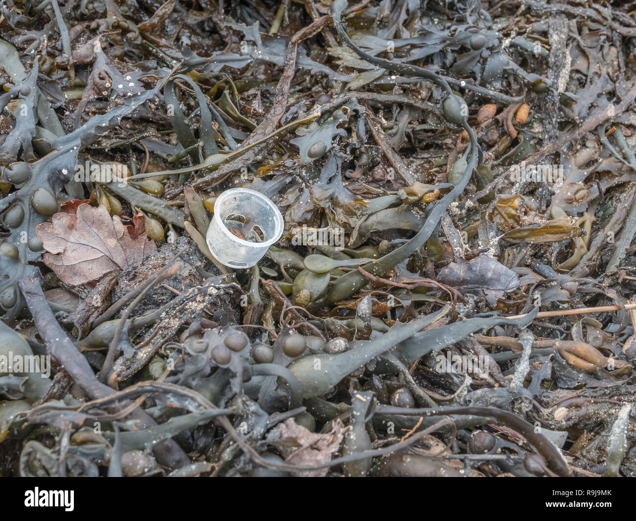 Part of plastic bottle washed up on shore & polluting the shoreline ...