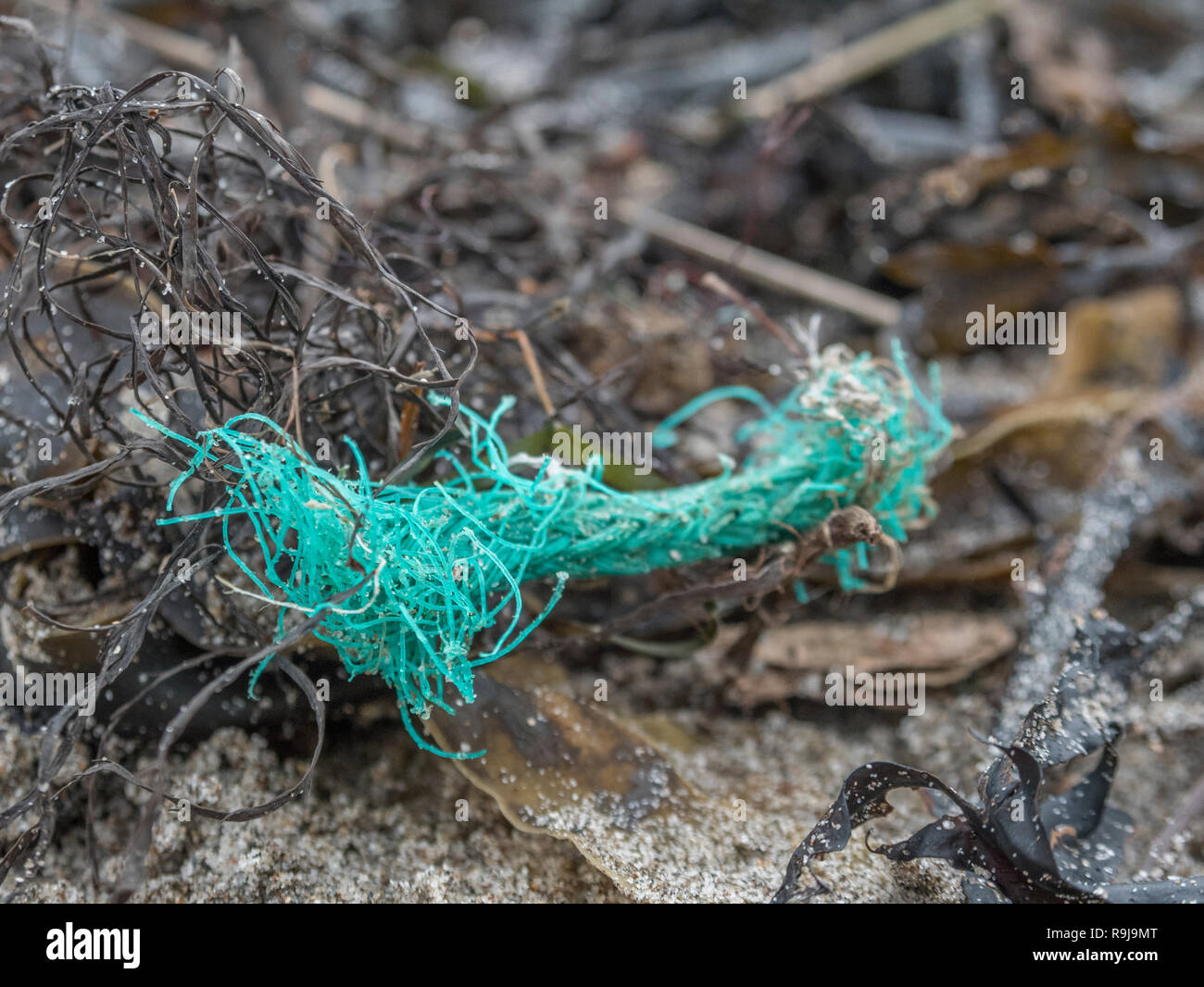 Polyester plastic rope / twine washed up on shore & polluting the ...