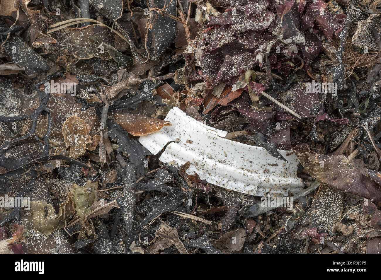 Plastic coffee cup lid washed up on shore & polluting shoreline ...