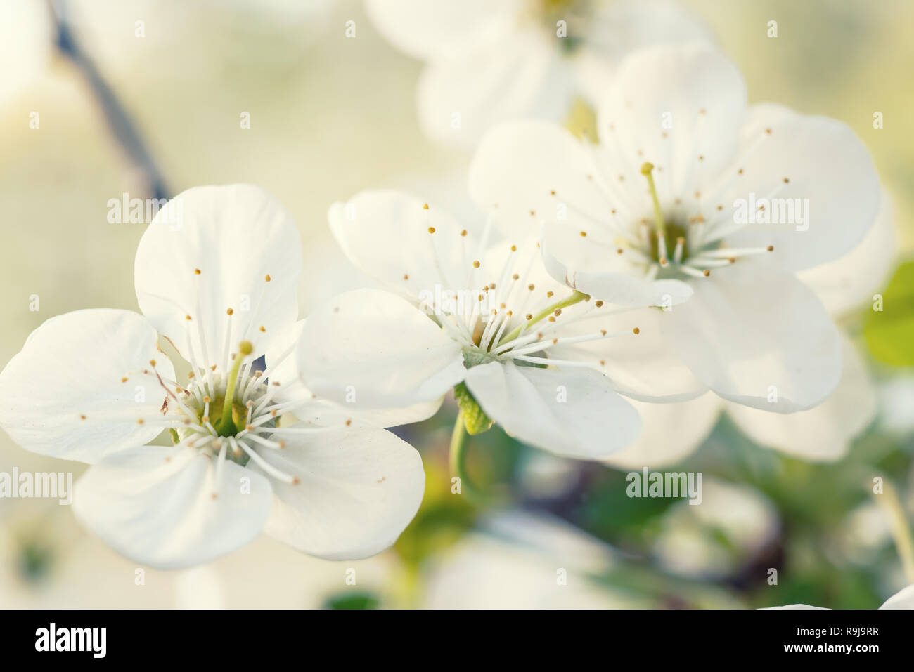 Cherry spring flowers Stock Photo - Alamy
