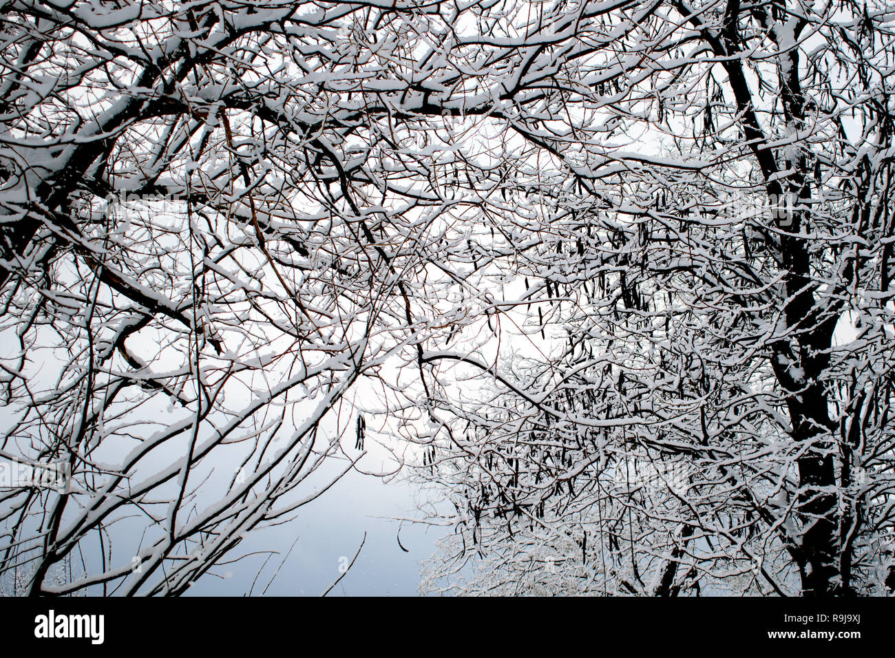 winter trees. Black trees against the sky. Black branches of trees ...