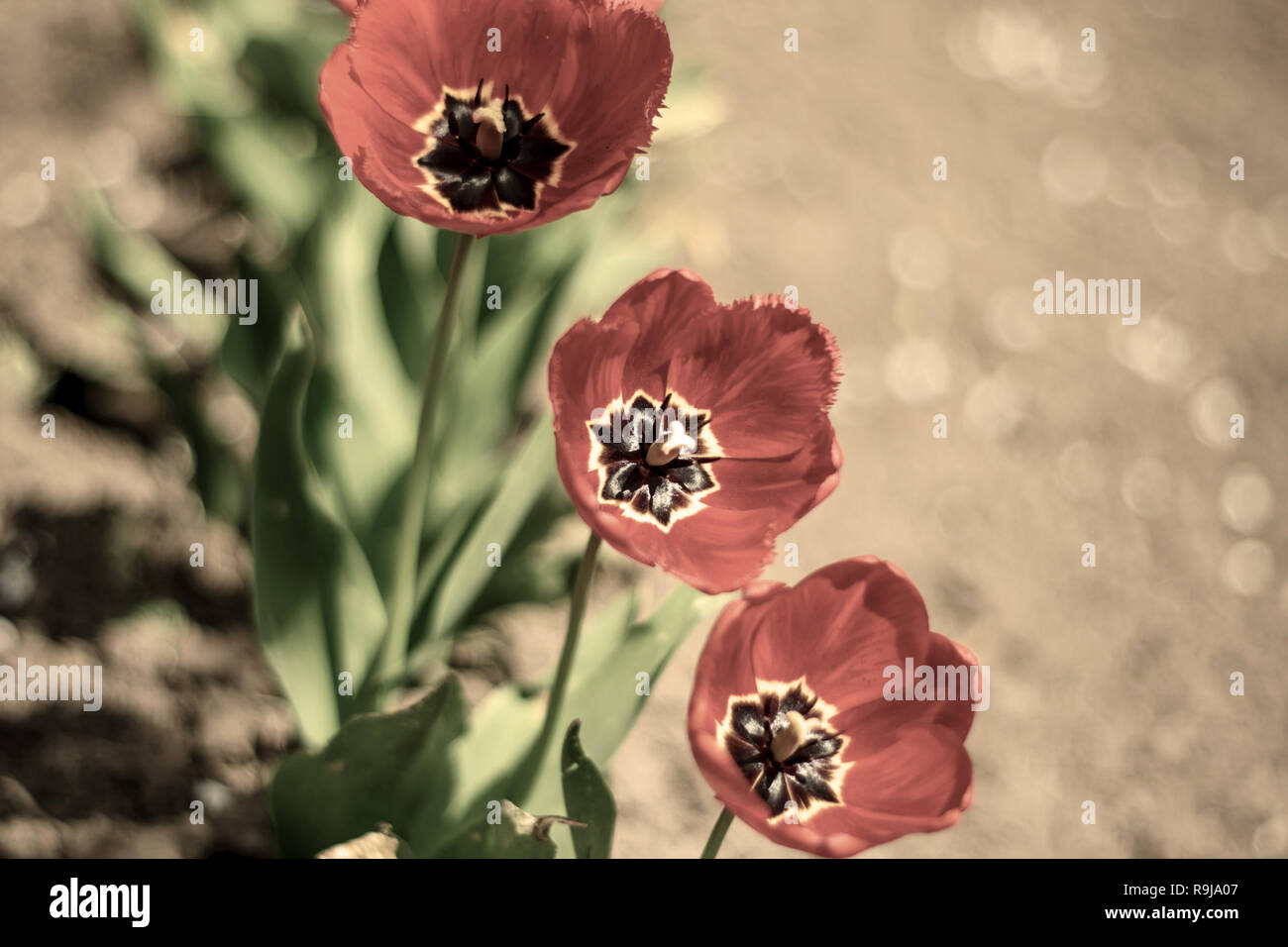 flowering tulips. Beautiful flowers. Spring season. gardening Stock ...
