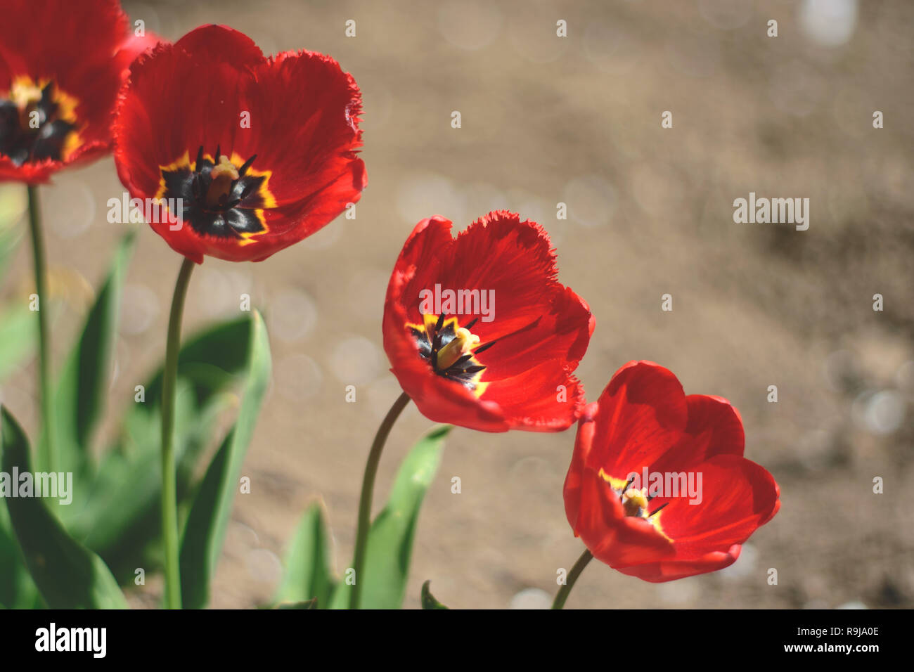 flowering tulips. Beautiful flowers. Spring season. gardening Stock ...