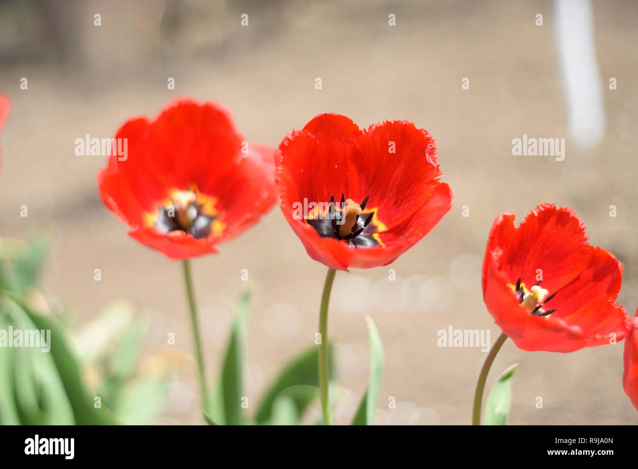 flowering tulips. Beautiful flowers. Spring season. gardening Stock ...