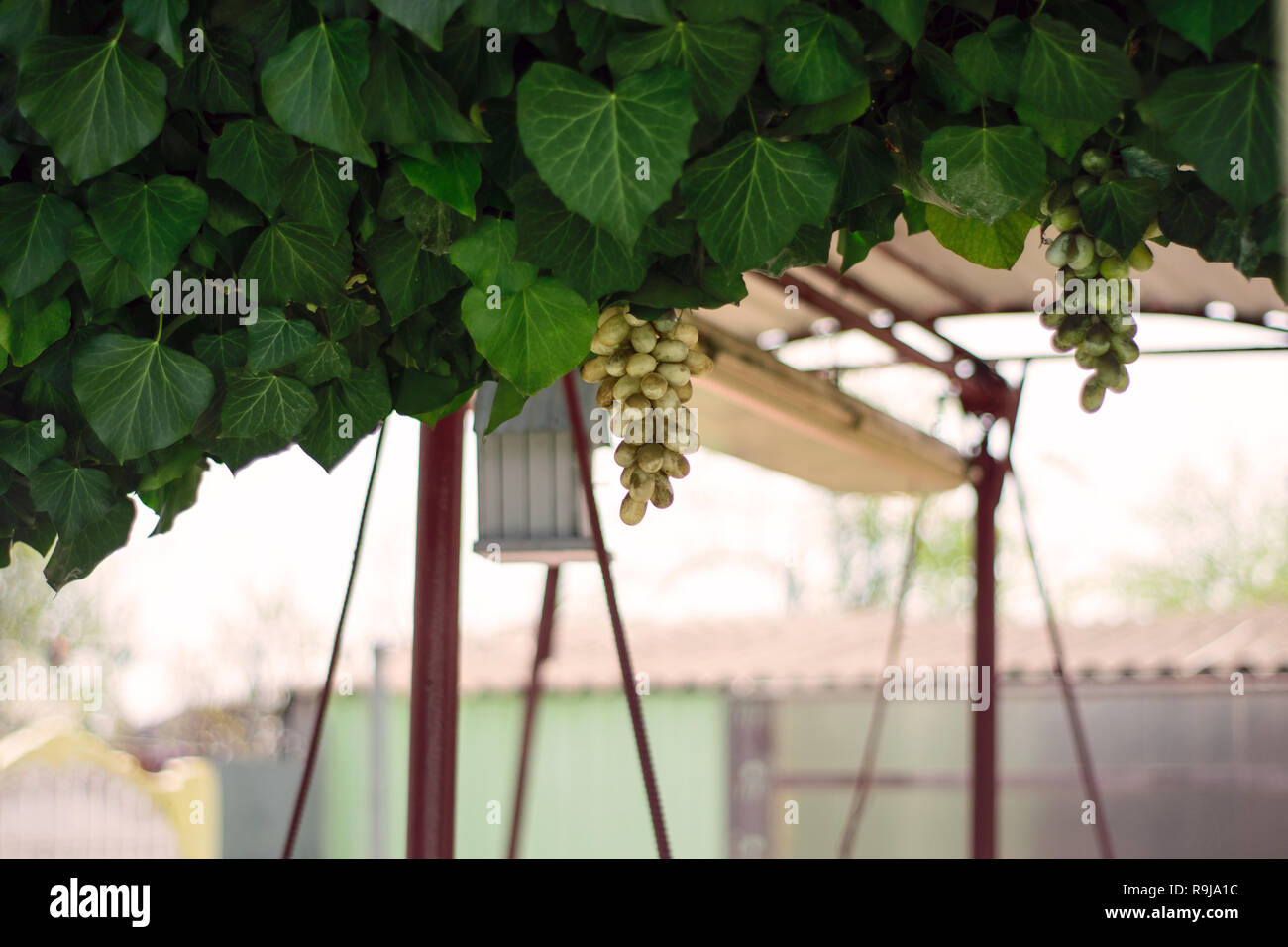 gardening. grape arch on the background of a swing Stock Photo - Alamy