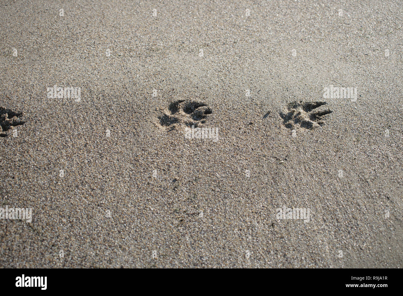 Human tracks hi-res stock photography and images - Alamy