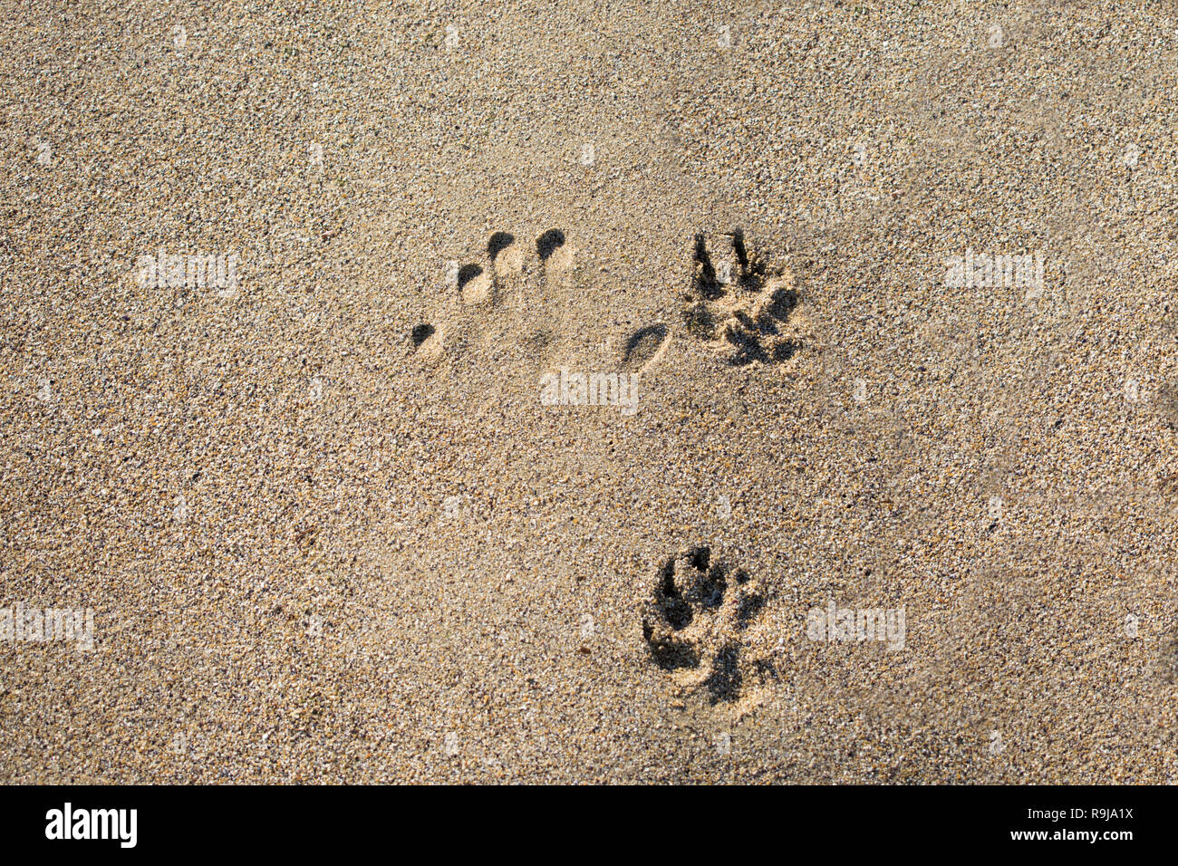 traces of paws and hands on the sand. dog tracks, human tracks Stock ...
