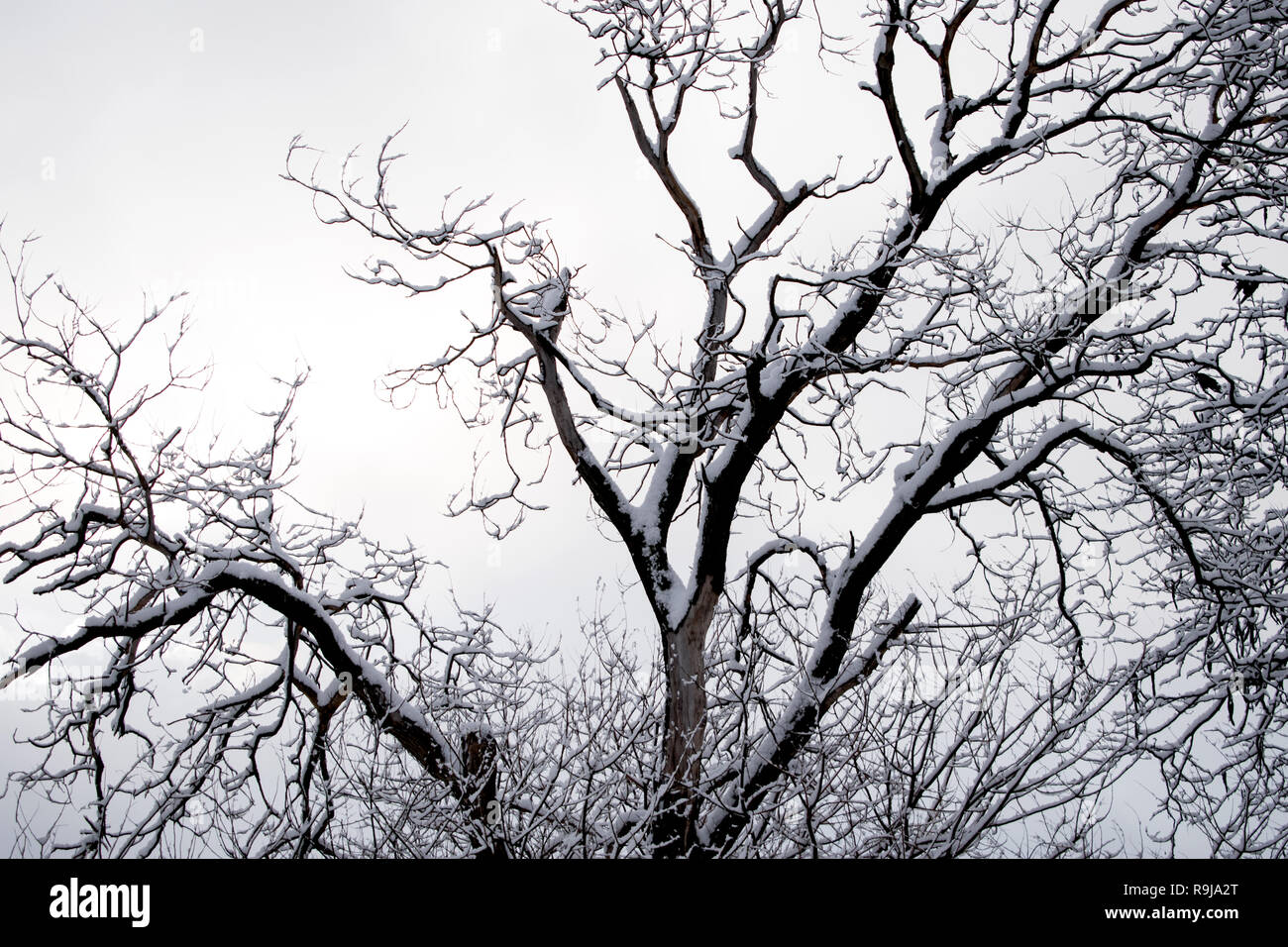 Snow On Black Paper Tree