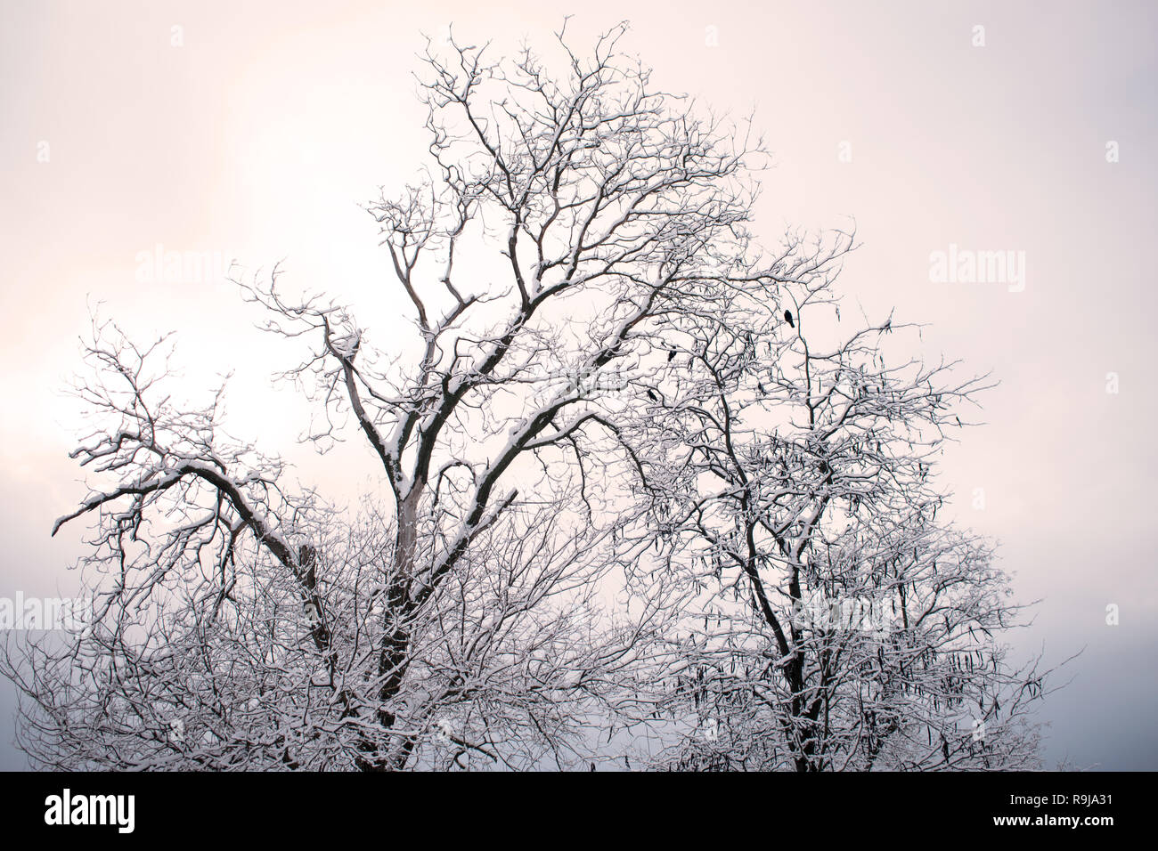 winter trees. Black trees against the sky. Black branches of trees ...
