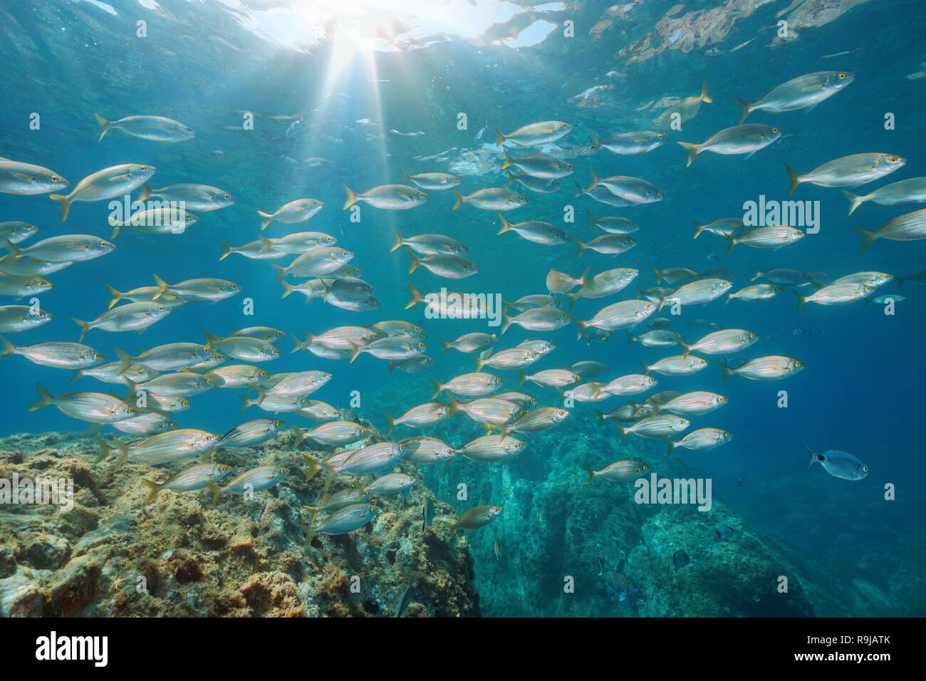 A school of fish in the Mediterranean sea with sunlight underwater ...