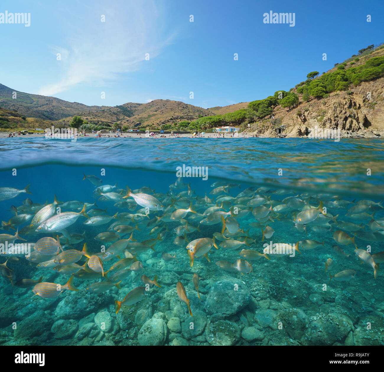 France Pyrenees Orientales Mediterranean coast with shoal of fish ...