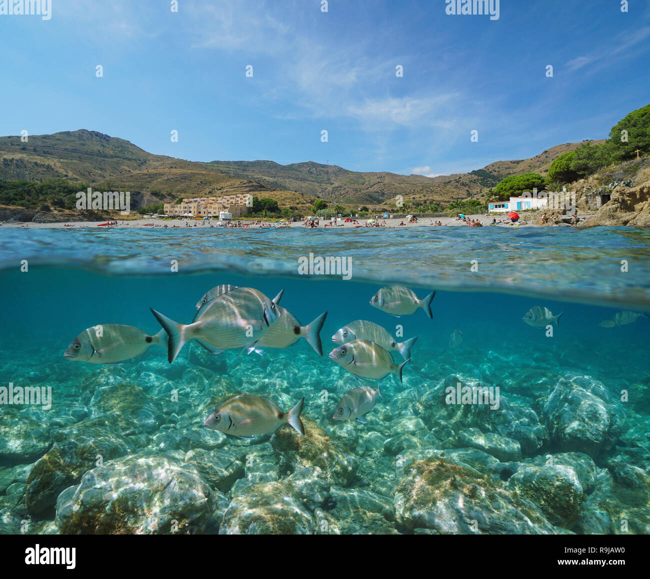 France coastline, Mediterranean beach with seabream fish underwater ...