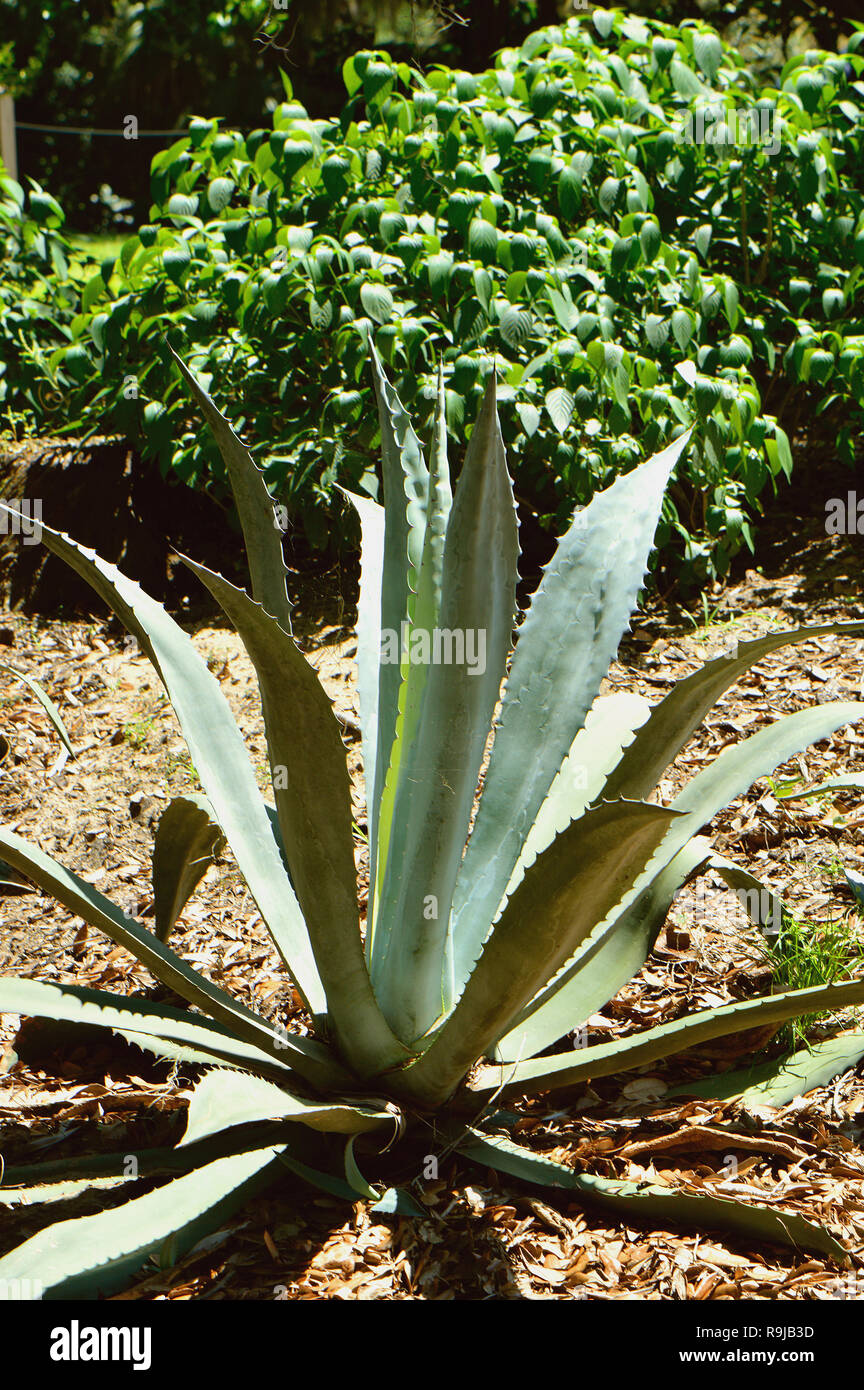 Agave utahensis plant Stock Photo - Alamy