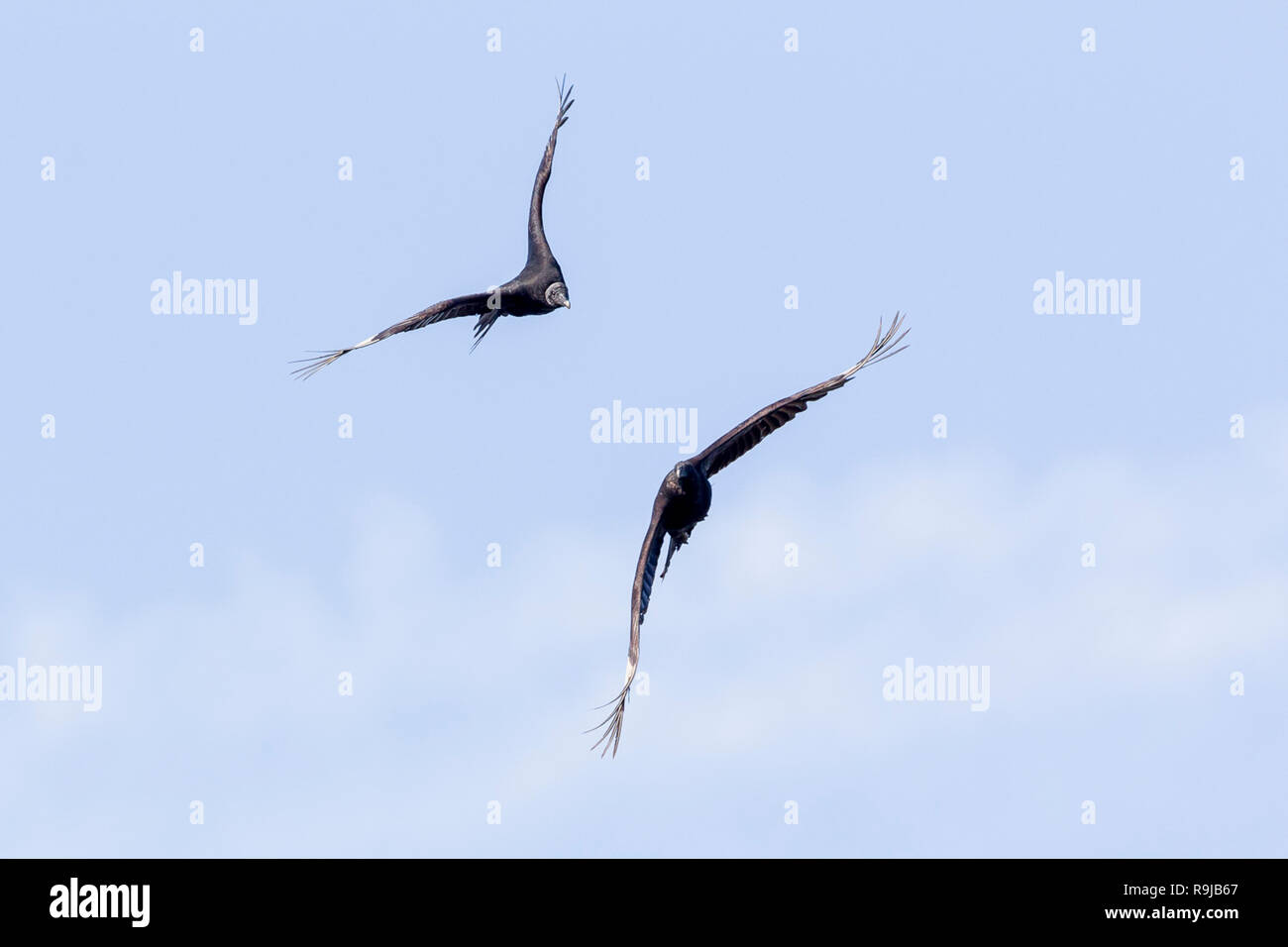 Two adult Black vultures in flight, Evergladea, Florida, United States ...