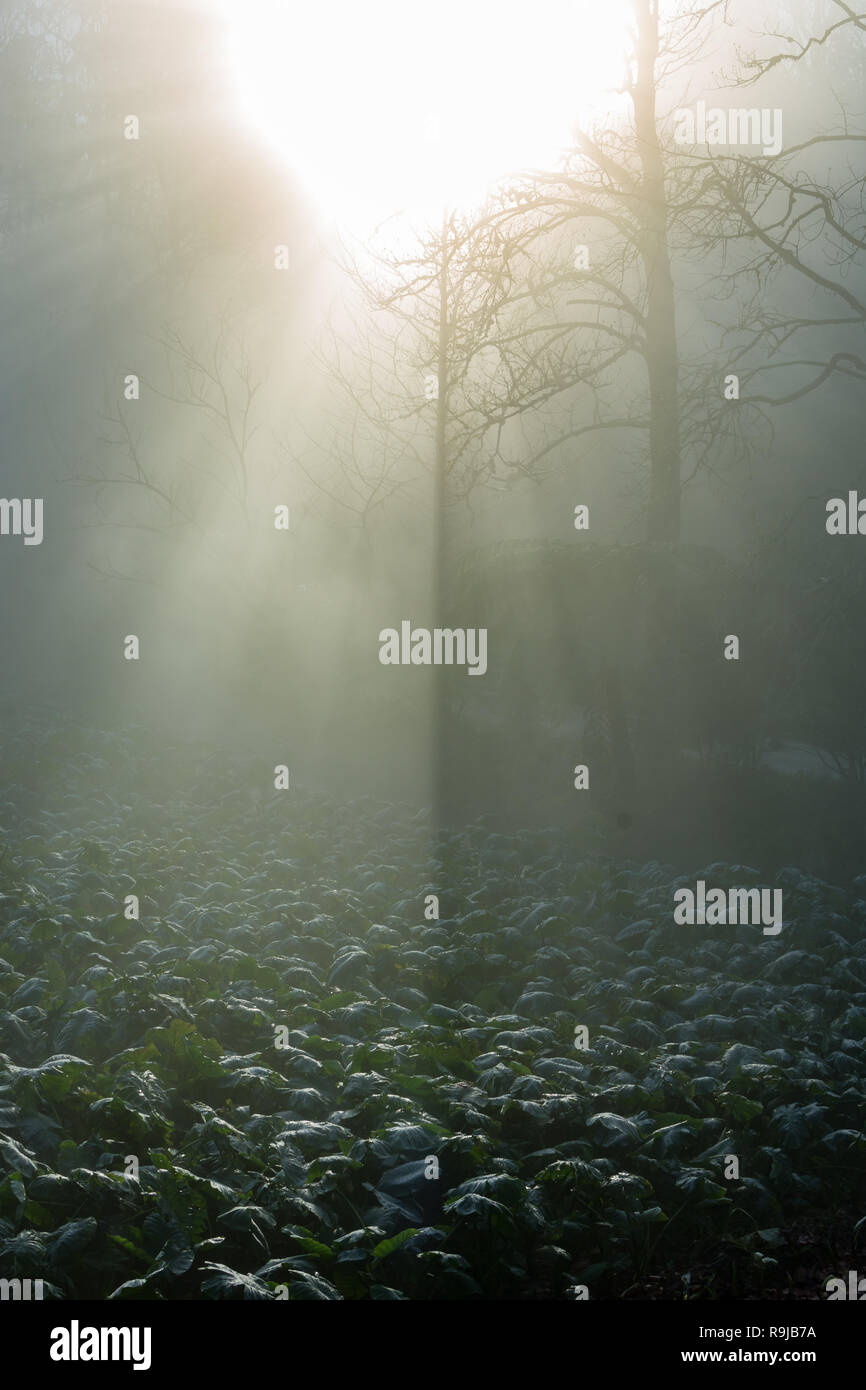 Sunbeams shining through mist with dark trees in the background and ...